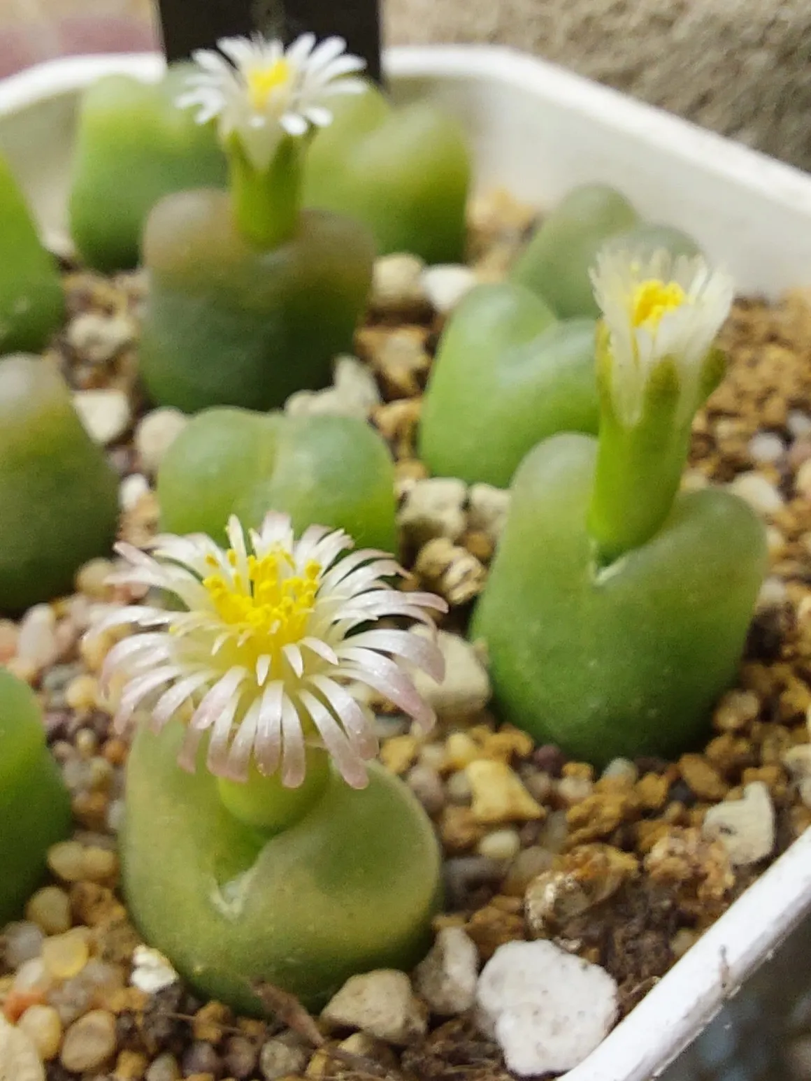 จำชื่อไม่ได้ออกดอกผิดฤดูตัวน้อย | แกลเลอรีที่โพสต์โดย Kdl_Phirada | Lemon8