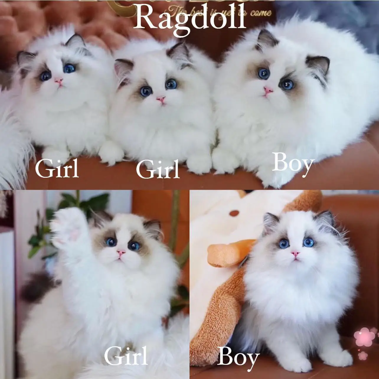 Raddoll นำเข้า | แกลเลอรีที่โพสต์โดย PP MUNCHKIN | Lemon8