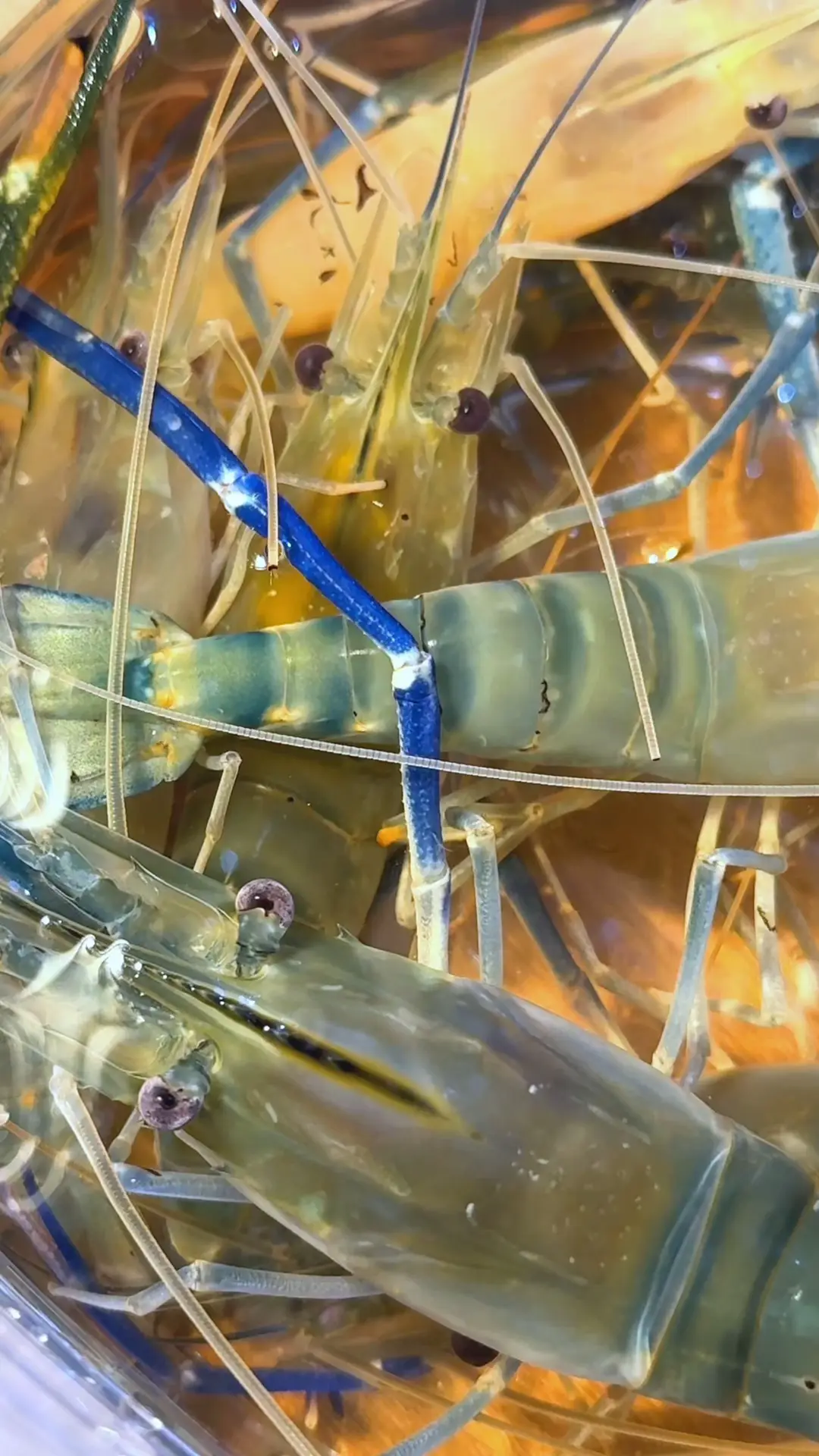 How to prawning like pro😎 | Video published by Food Leveling | Lemon8