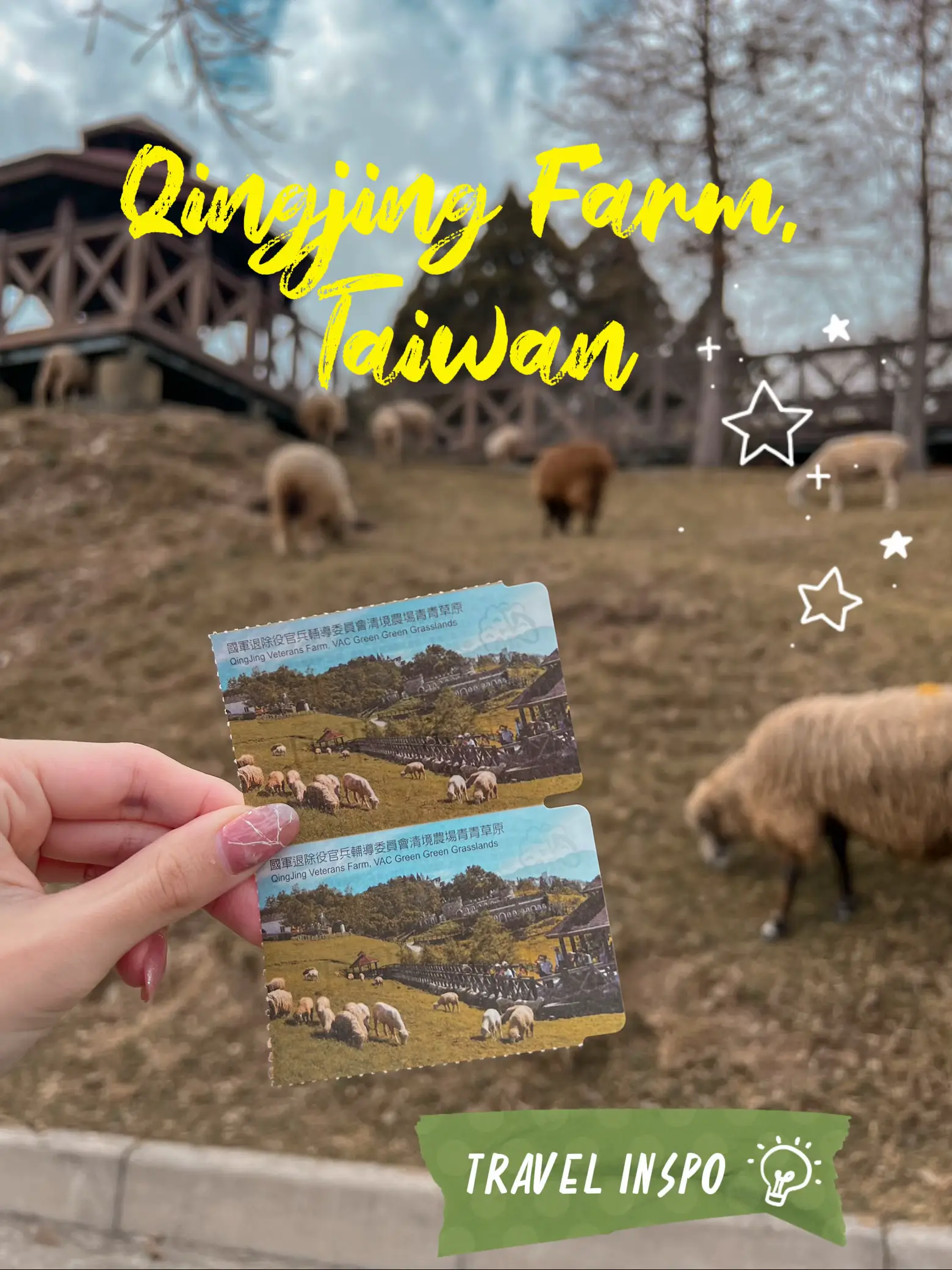 Free roaming sheep in Taiwan?! | Gallery posted by Michelle ST | Lemon8