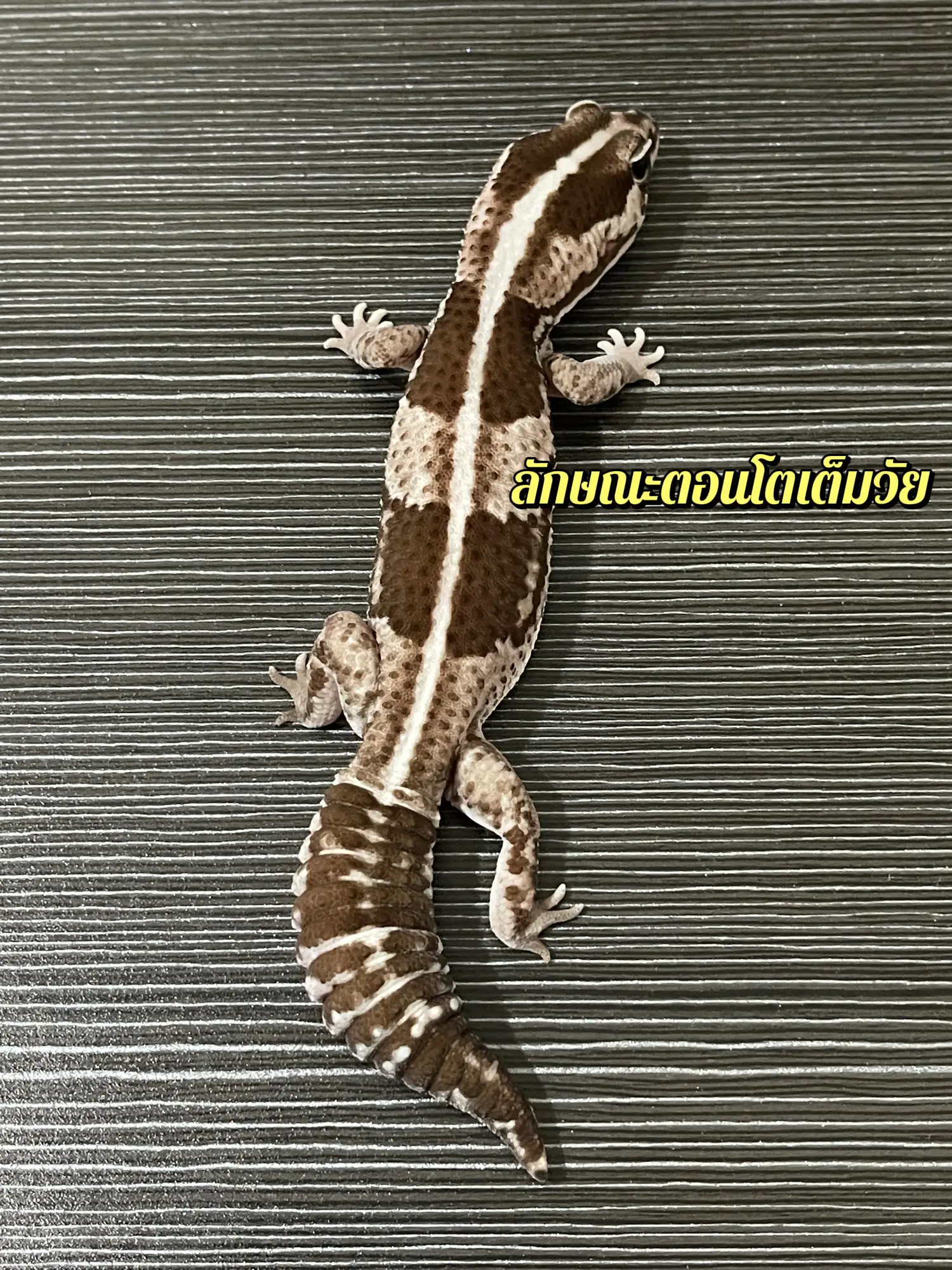 ตุ๊กแกหางอ้วนมอร์ฟ OREO! | แกลเลอรีที่โพสต์โดย Monster Gecko | Lemon8