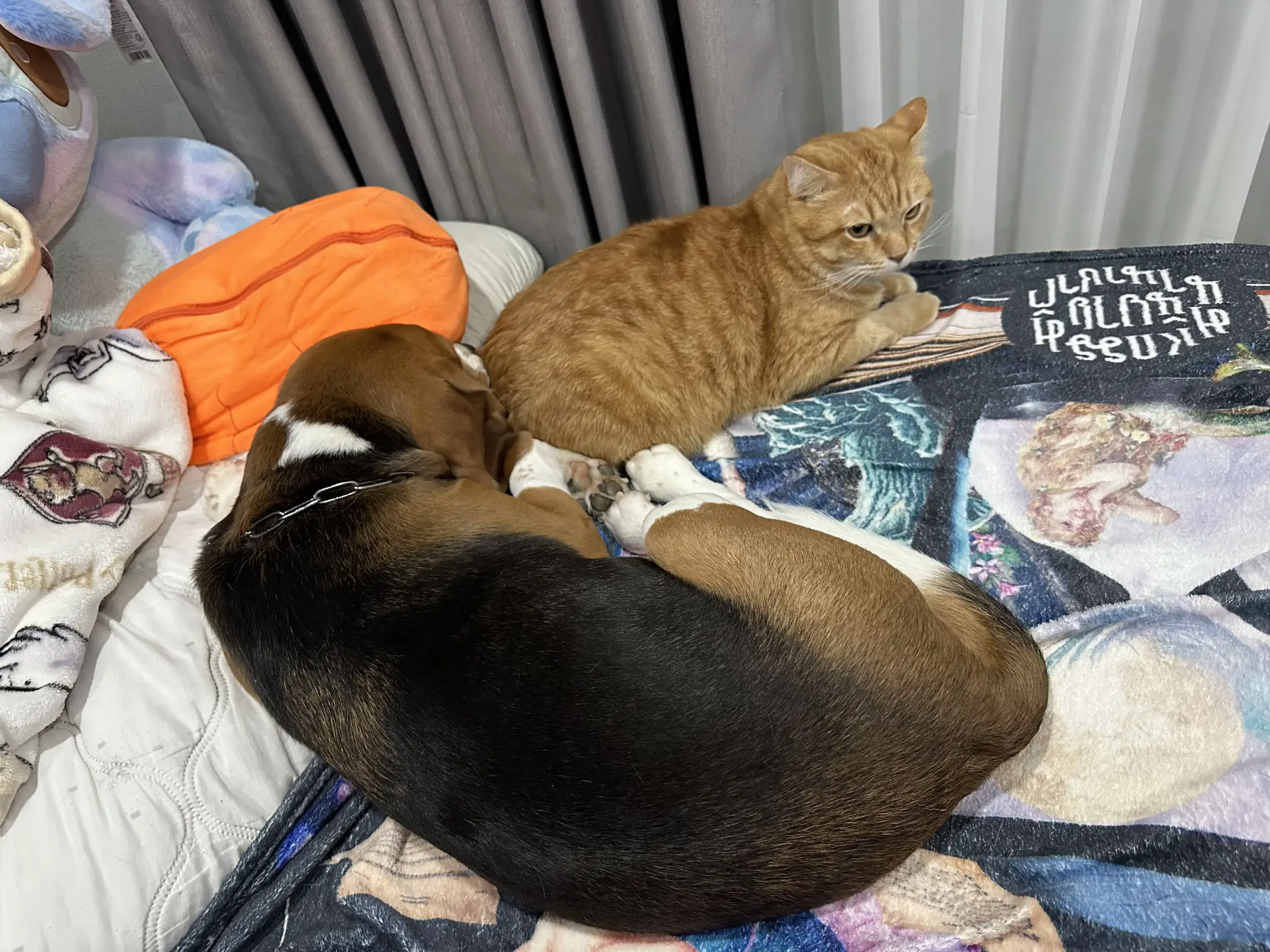 ตามติดชีวิตสัตว์เลี้ยง | แกลเลอรีที่โพสต์โดย NUTSUDA | Lemon8