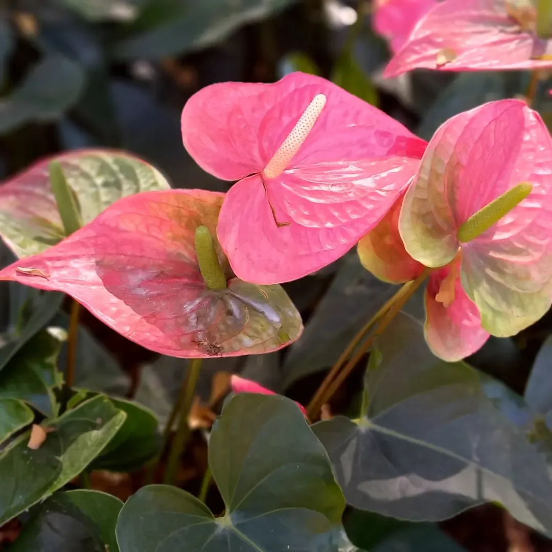 pumpuidluffy โพสต์ผลงานแล้ว ดู | แกลเลอรีที่โพสต์โดย Pumpui D Luffy | Lemon8