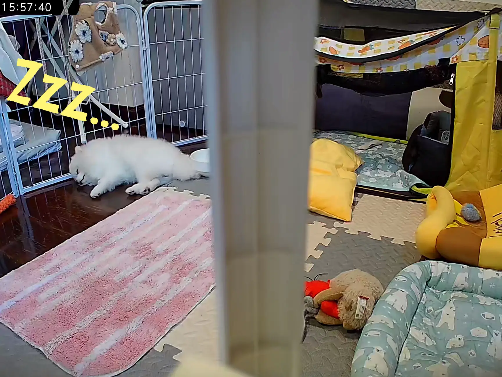 1 วัน ของน้องปอม #homealone | แกลเลอรีที่โพสต์โดย Moobin Cuddle | Lemon8