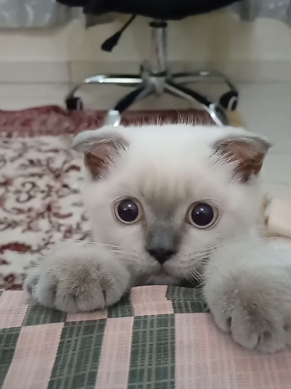 funny cats | 🦉👀 ️ | Video diterbitkan oleh Bellstyles | Lemon8