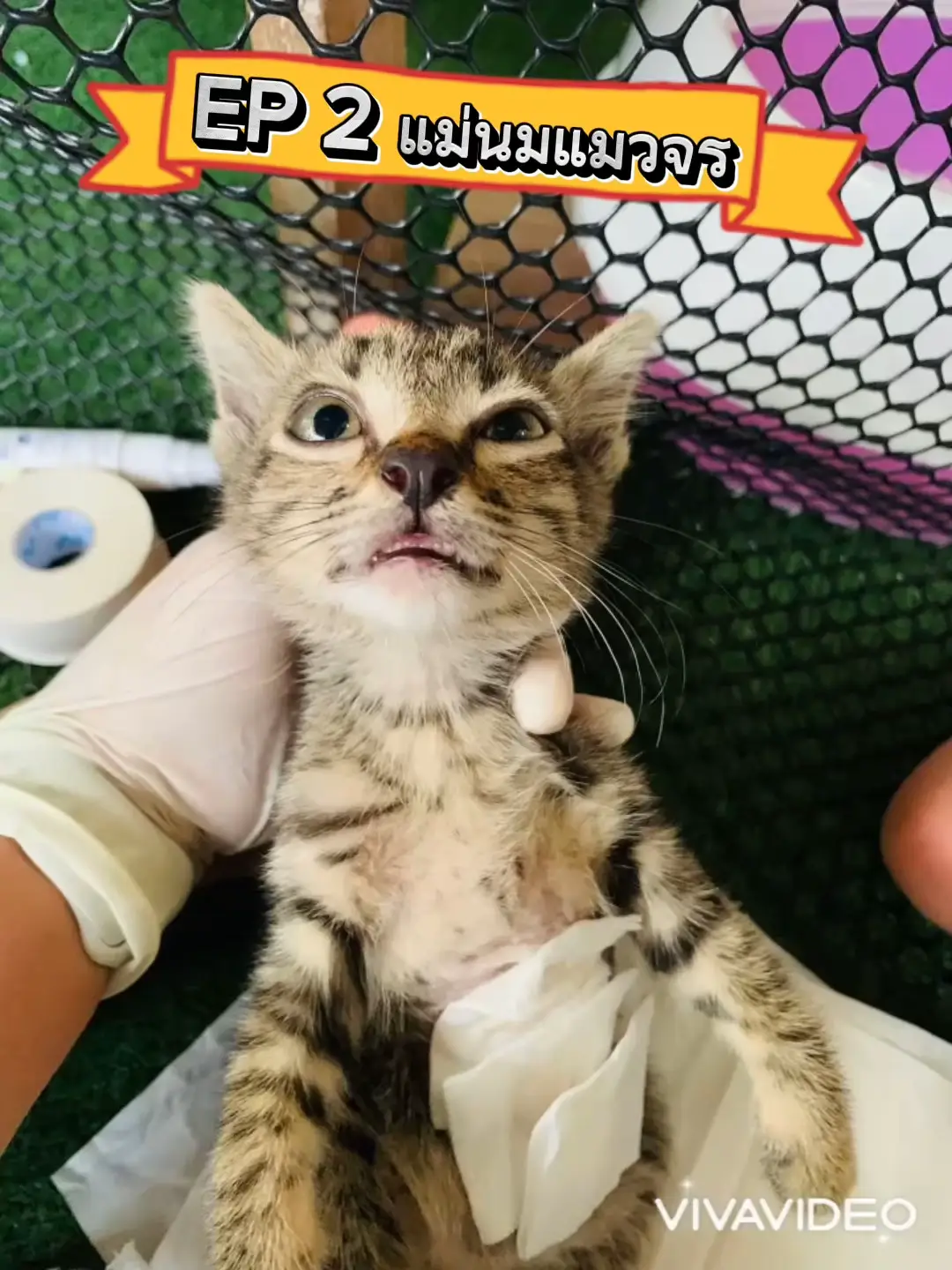 แม่นมแมวจร #ep2 | วิดีโอที่เผยแพร่โดย KhunNapha_NNP😎 | Lemon8