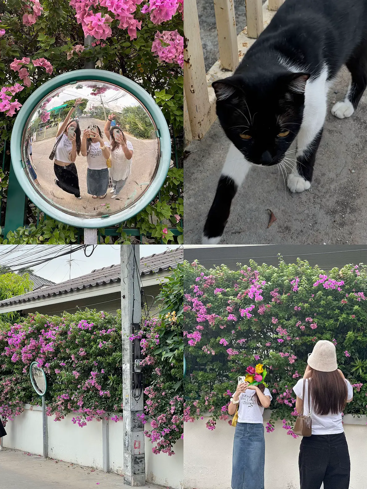 Summer mood ถ่ายรูปกับดอกเฟื่องฟ้า 🐽💐💓 | แกลเลอรีที่โพสต์โดย Tiwa | Lemon8