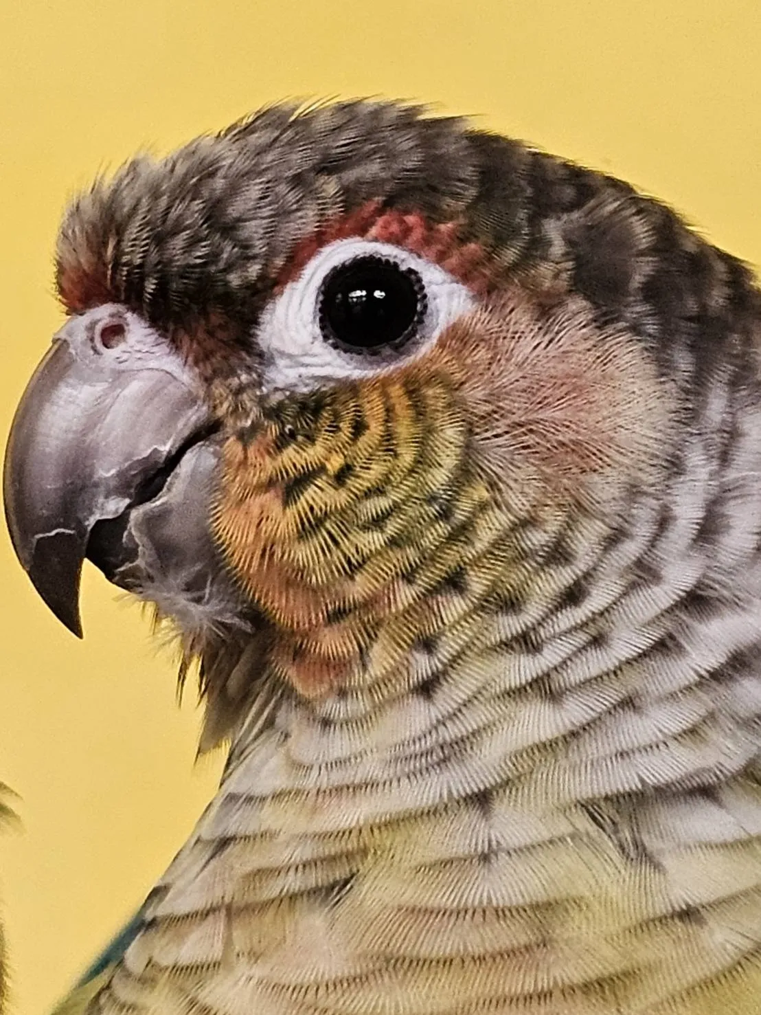 parrot art - การค้นหาใน Lemon8