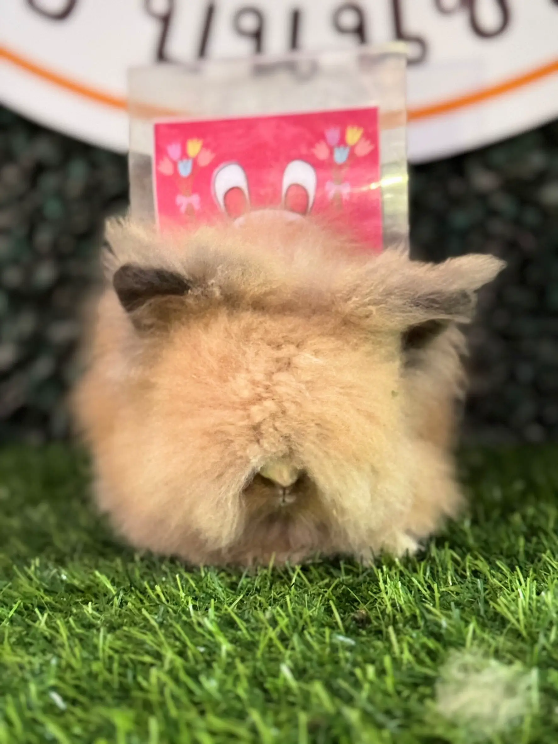 Teddy Bear Rabbit Breed | Gallery posted by JeBunnyChonburi | Lemon8