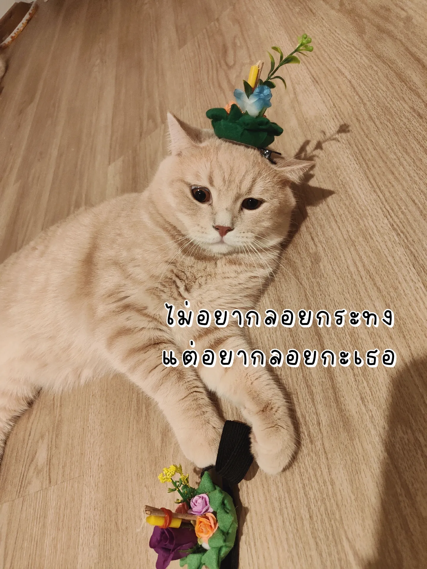 ️แจกแคปชั่นกวนๆวันลอยกระทง ️ | แกลเลอรีที่โพสต์โดย เรื่องของแมว | Lemon8