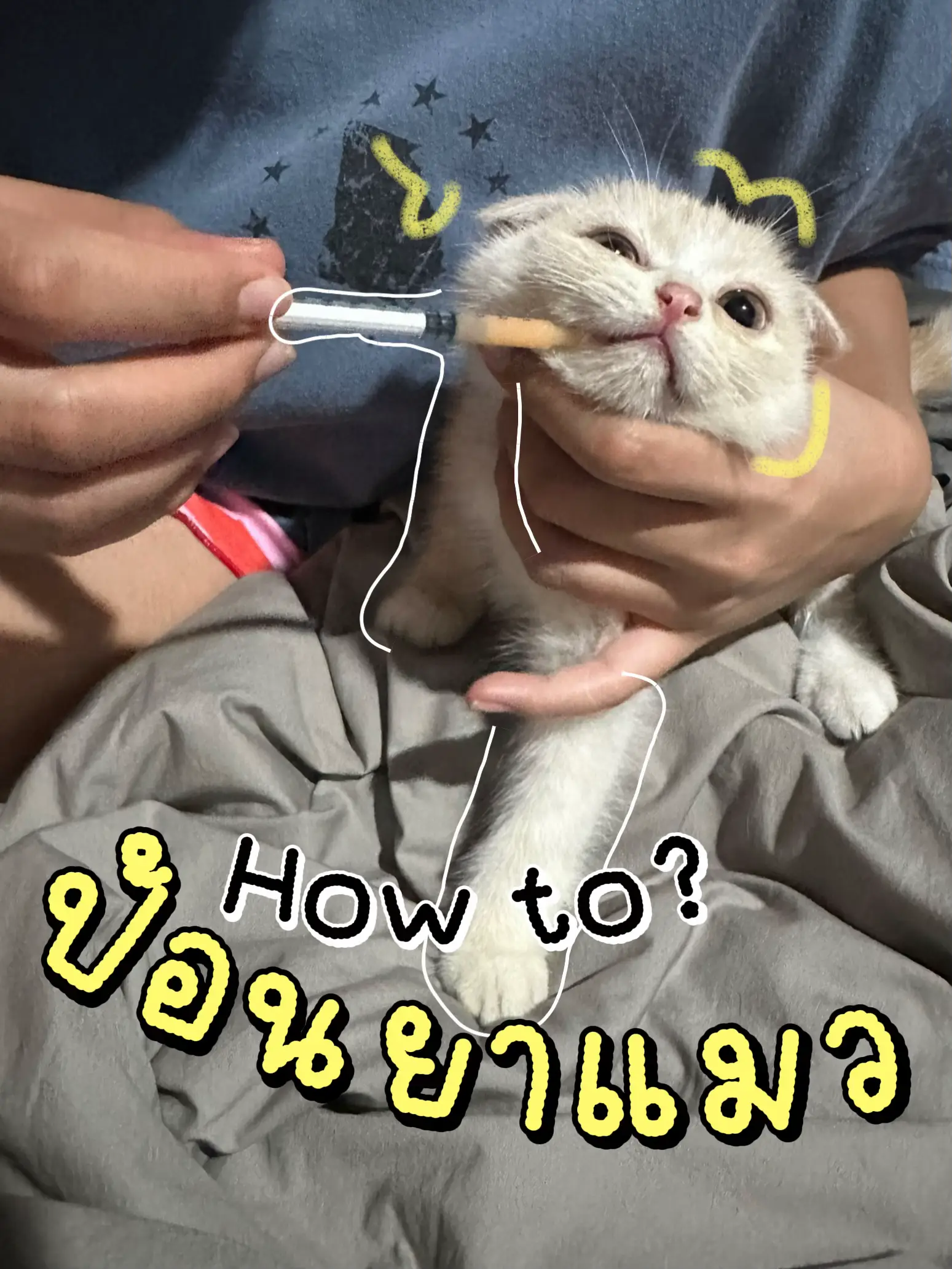 แชร์วิธี!! ป้อนยาน้ำให้แมว ง่ายๆ ทำตามได้ที่บ้าน 💉🐱 | แกลเลอรีที่โพสต์ ...