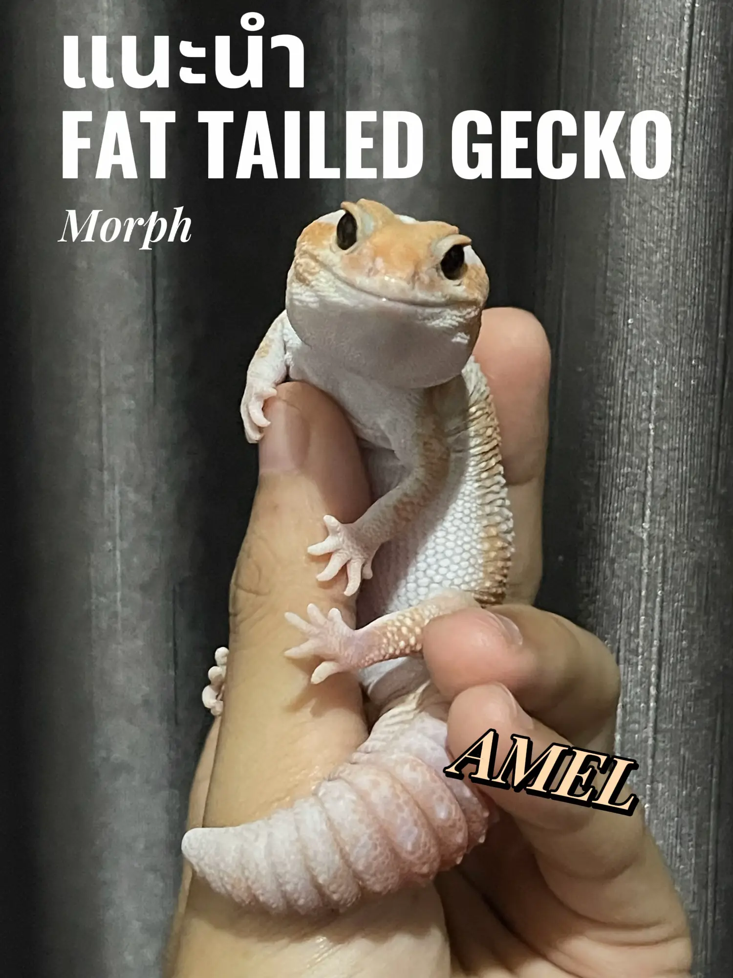 แนะนำ Morph: Amel ตุ๊กแกหางอ้วน | แกลเลอรีที่โพสต์โดย Monster Gecko ...