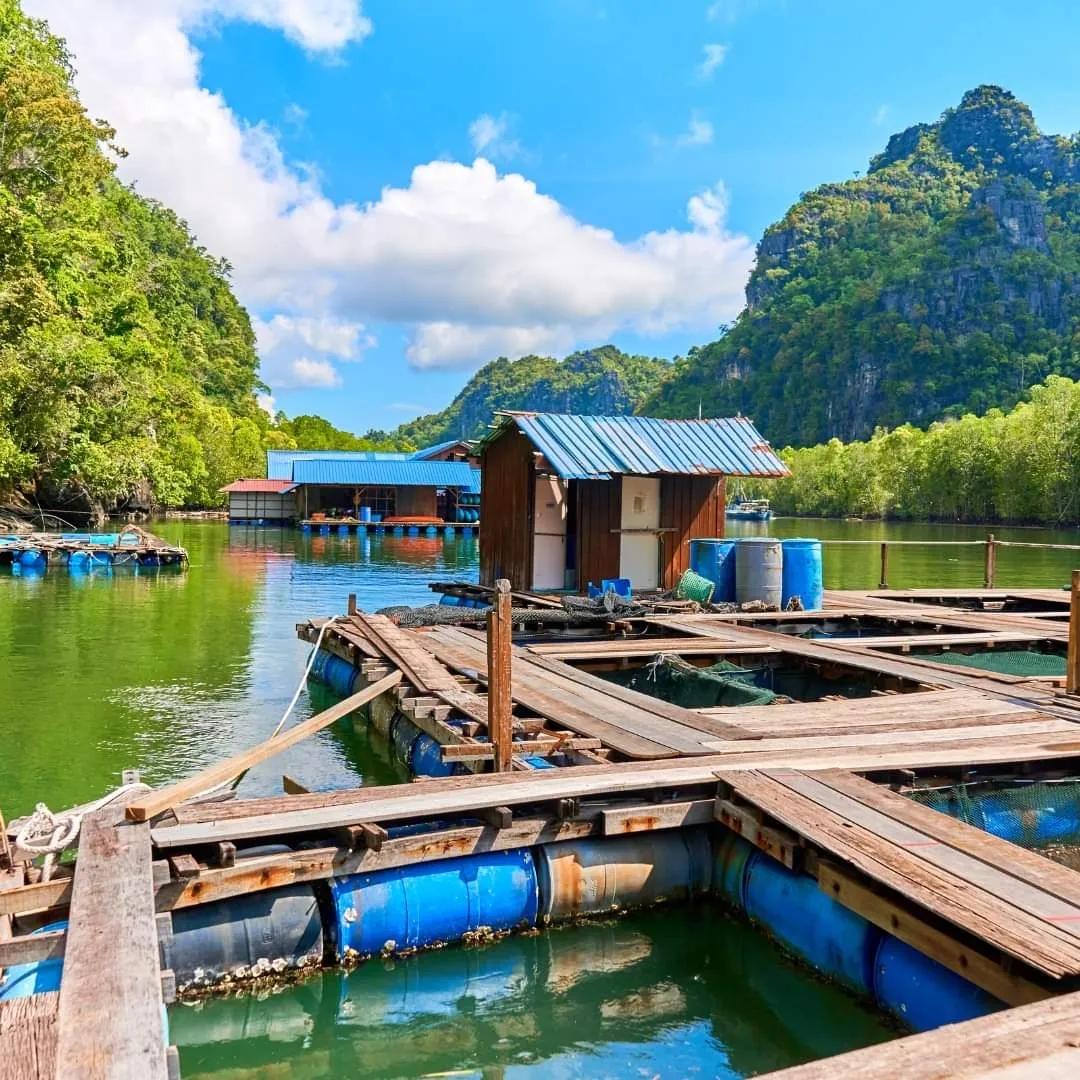 LANGKAWI MANGROVE TOUR | แกลเลอรีที่โพสต์โดย Fida Abdullah | Lemon8
