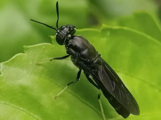 ทำความรู้จักแมลงวันลาย Black Soldier fly | แกลเลอรีที่โพสต์โดย Gifvity ...