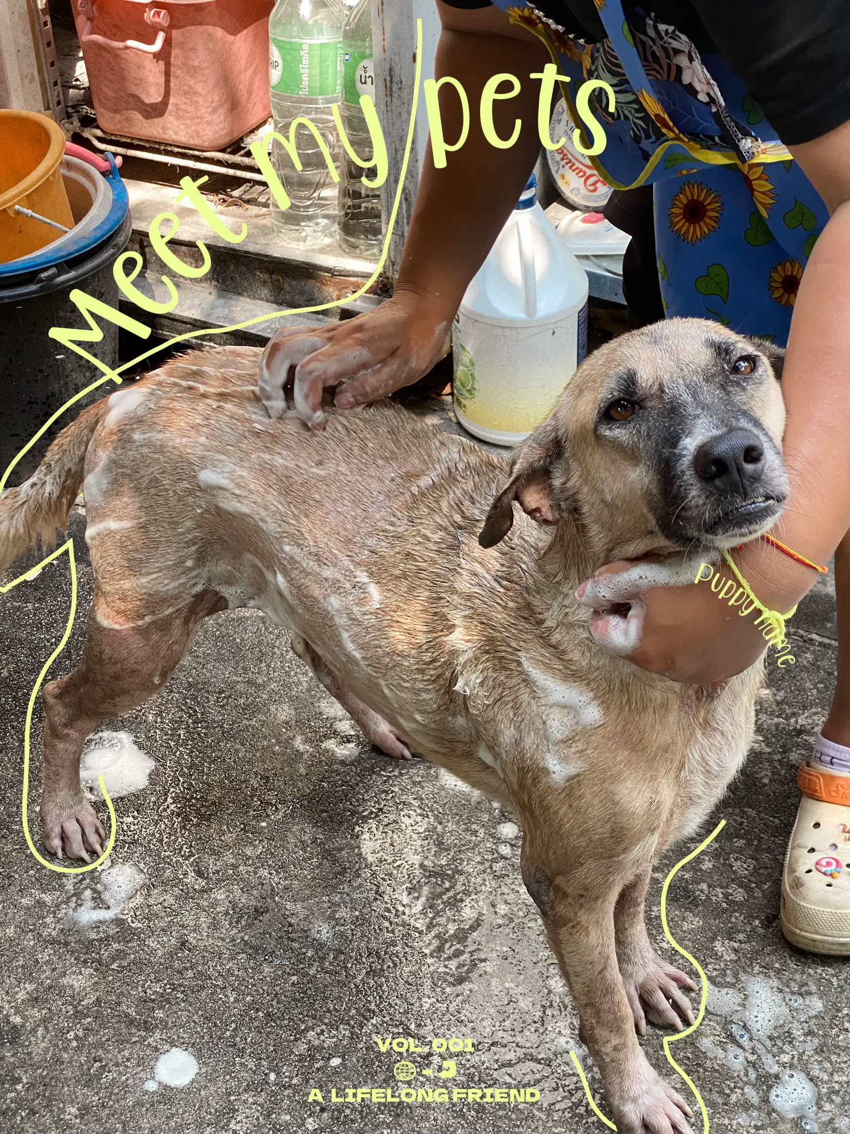 Meet my pets | แกลเลอรีที่โพสต์โดย Puiiup | Lemon8