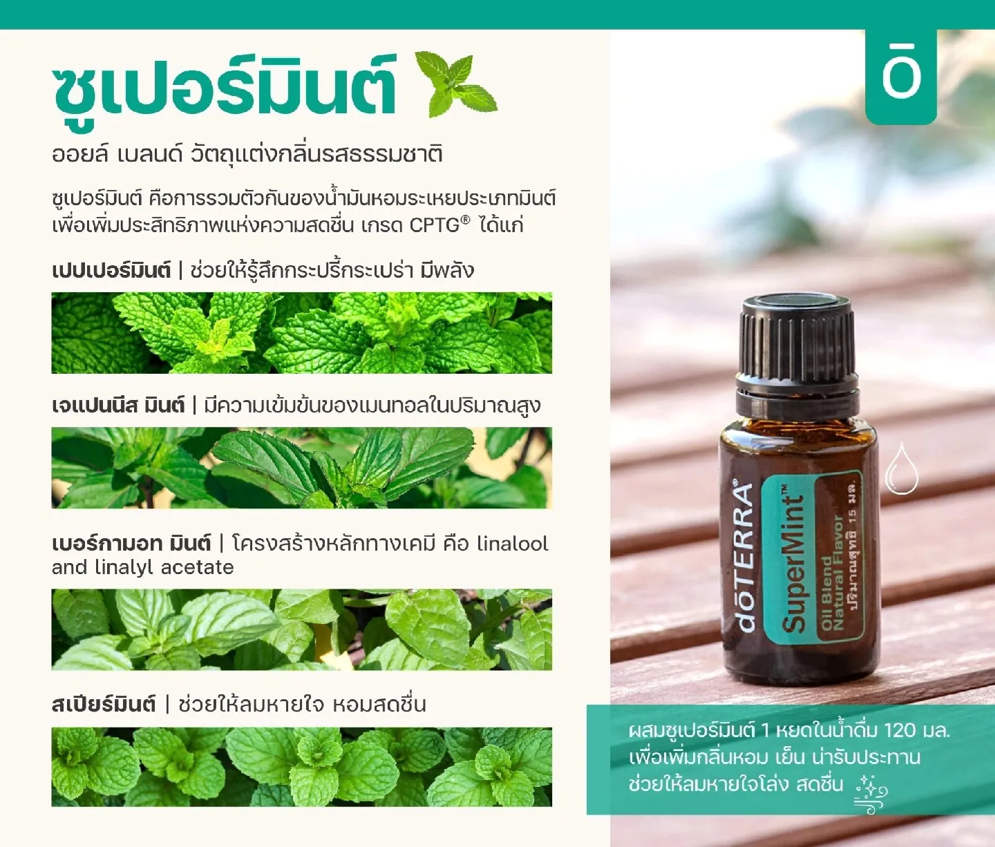 🌿 SuperMint น้ำมันมิ้นต์4สายพันธุ์เข้มข้น 🥶 | แกลเลอรีที่โพสต์โดย Pinto von Siam | Lemon8