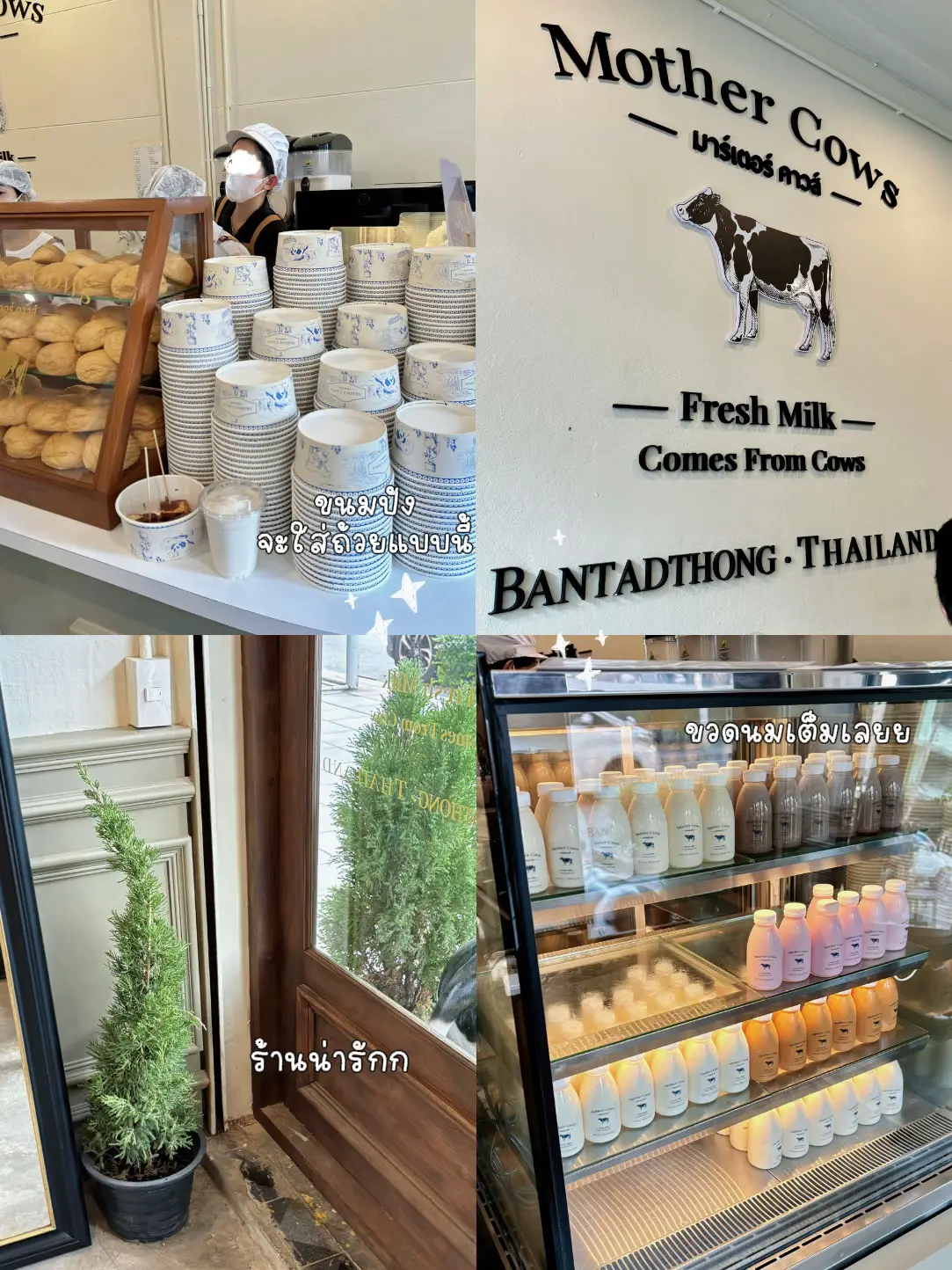 Mother Cows บรรทัดทอง🐄 | แกลเลอรีที่โพสต์โดย UNUN | Lemon8