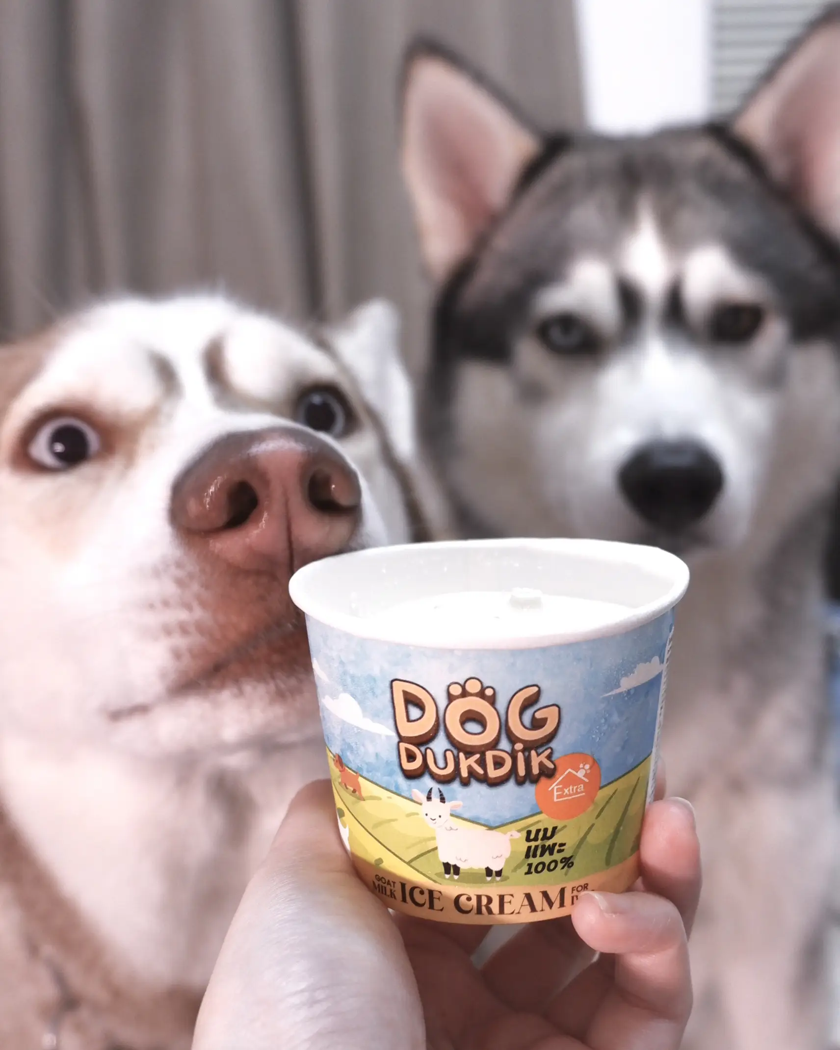 มาเอาใจเด็ก ๆ ดีบ้านกัน! ด้วยไอติมสุนัข DOG DUK DIK 🍦🦮 | แกลเลอรีที่ ...