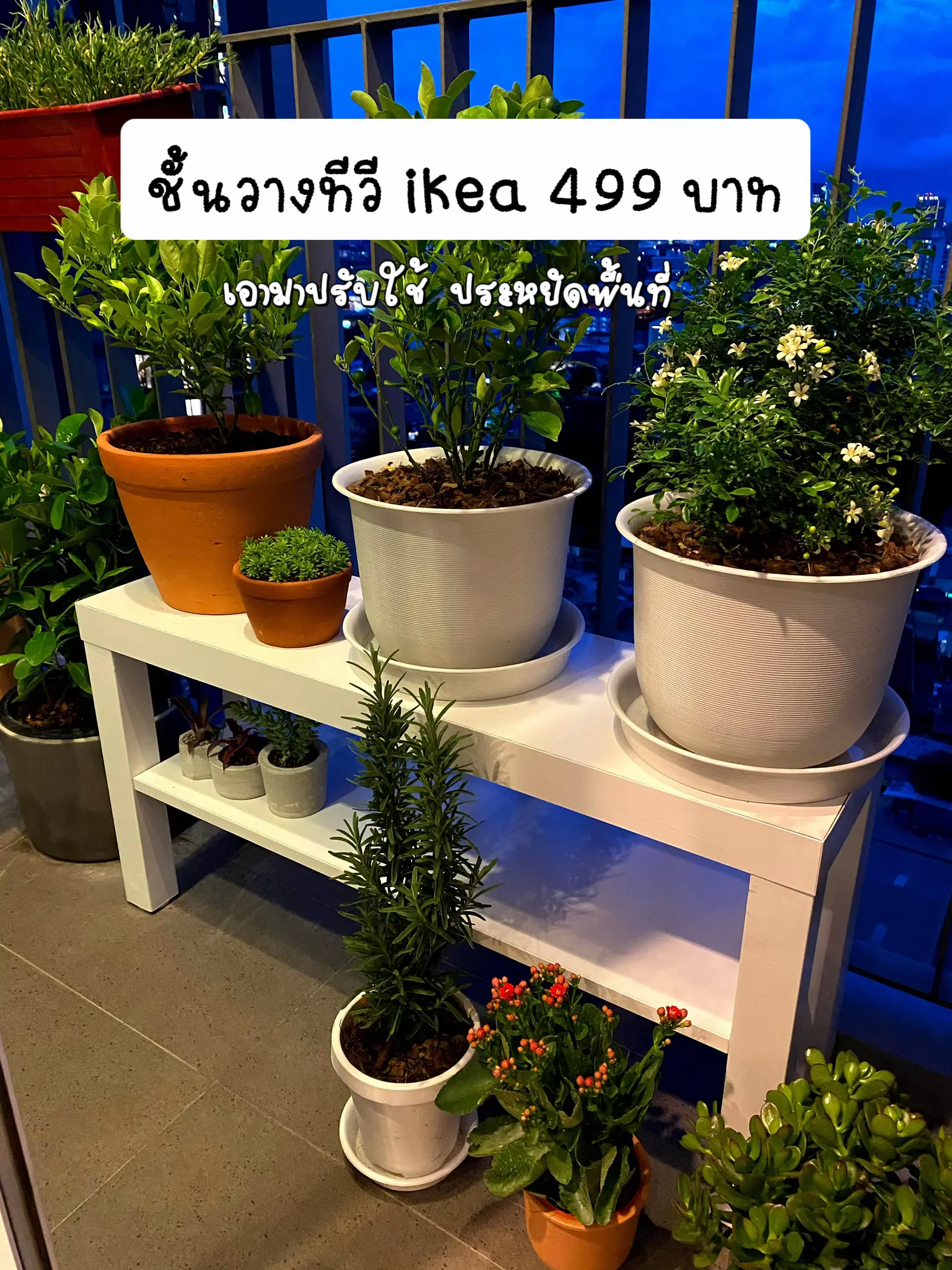 พื้นที่ติ๊ดเดียว แต่อยากทำสวน ระเบียงคอนโดช่วยได้ 🌿 | แกลเลอรีที่โพสต์ ...