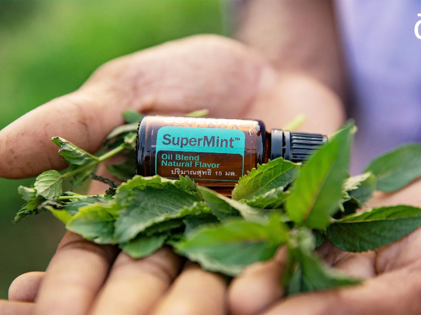 🌿 SuperMint น้ำมันมิ้นต์4สายพันธุ์เข้มข้น 🥶 | แกลเลอรีที่โพสต์โดย Pinto von Siam | Lemon8
