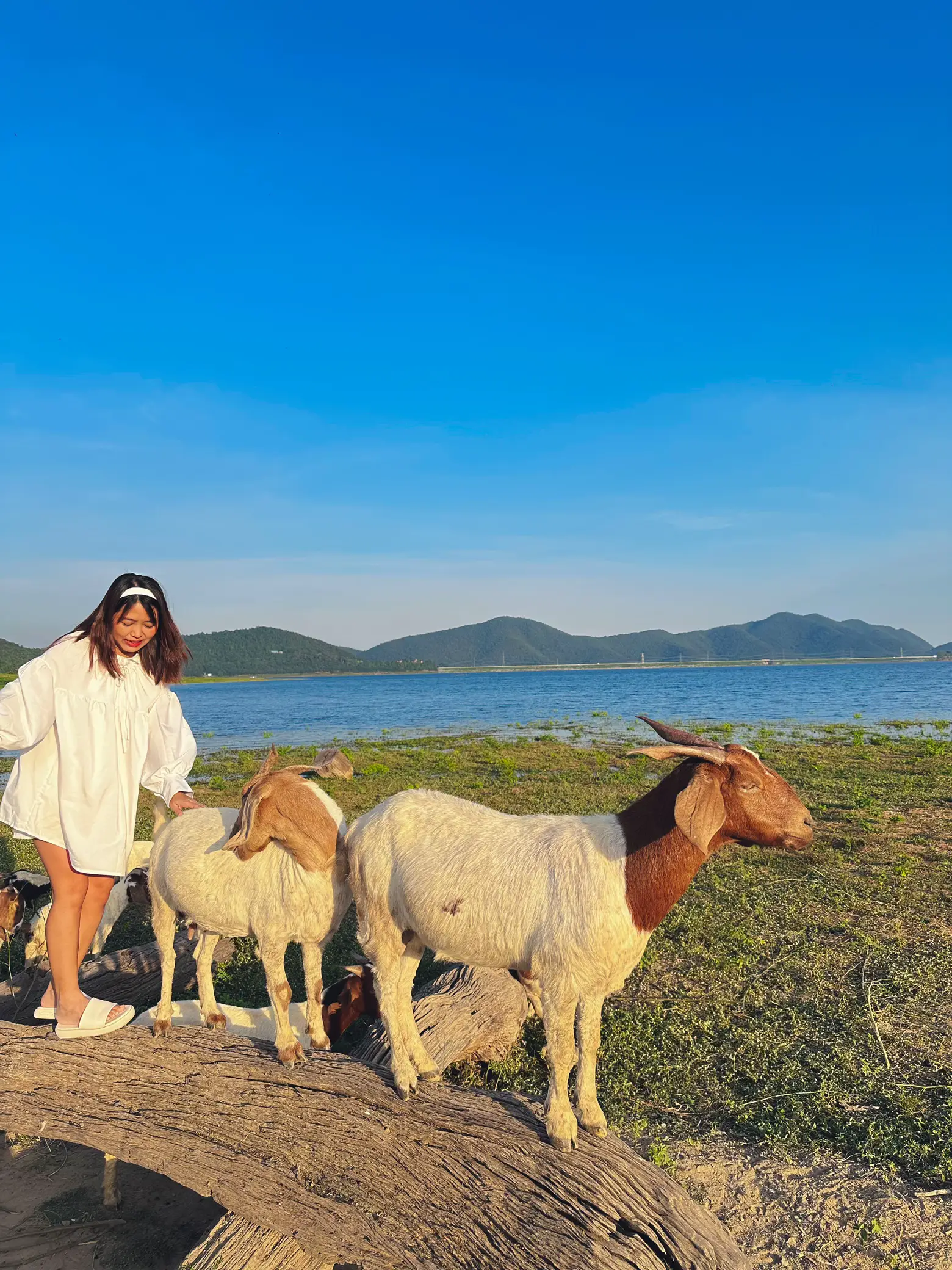 ถ่ายรูปกับน้องแพะที่เขื่อนปราณบุรี | แกลเลอรีที่โพสต์โดย Reerun_WS | Lemon8