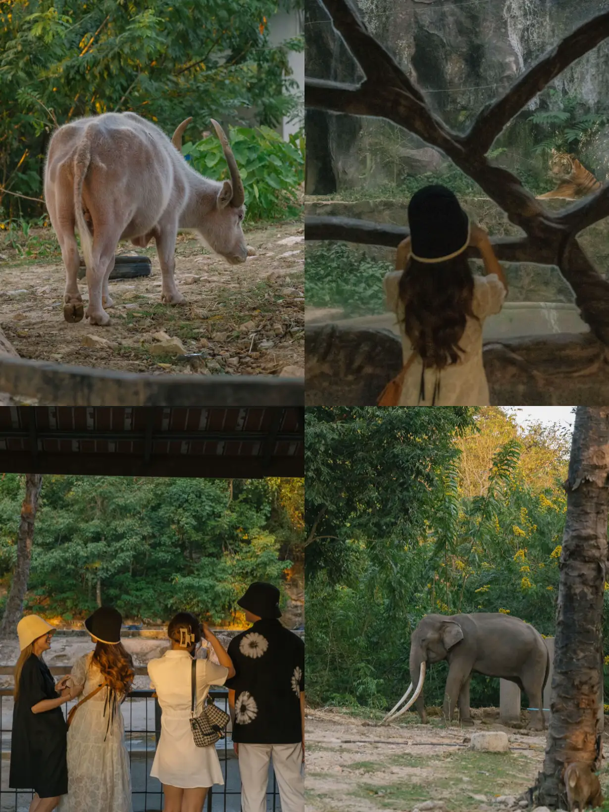 สวนสัตว์เปิดเขาเขียว 🦜🦒🦏🦓 | แกลเลอรีที่โพสต์โดย lbzero | Lemon8