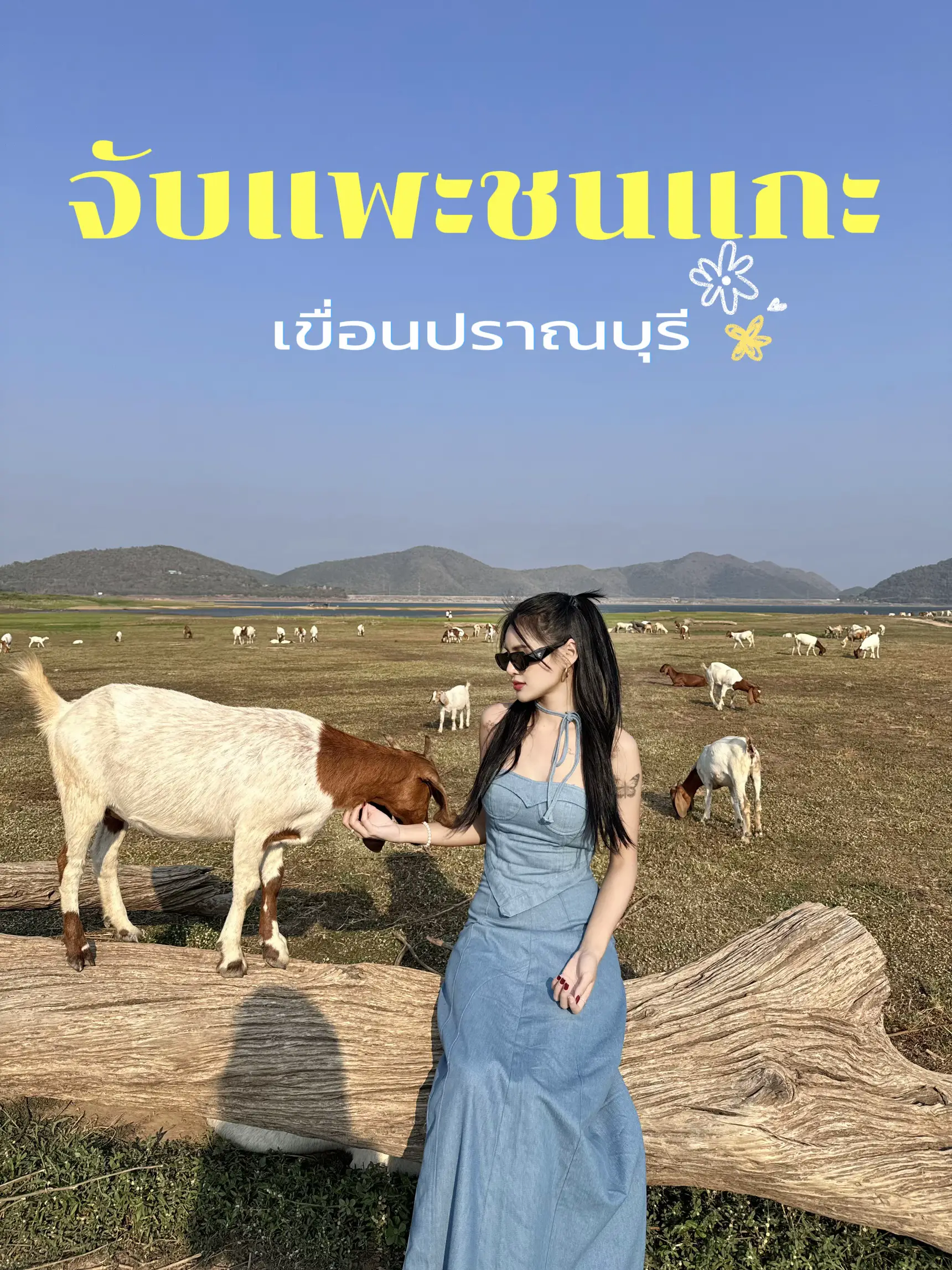 ดูแกะเขื่อนปราณบุรี🐐 | แกลเลอรีที่โพสต์โดย KA TAii🐇 | Lemon8