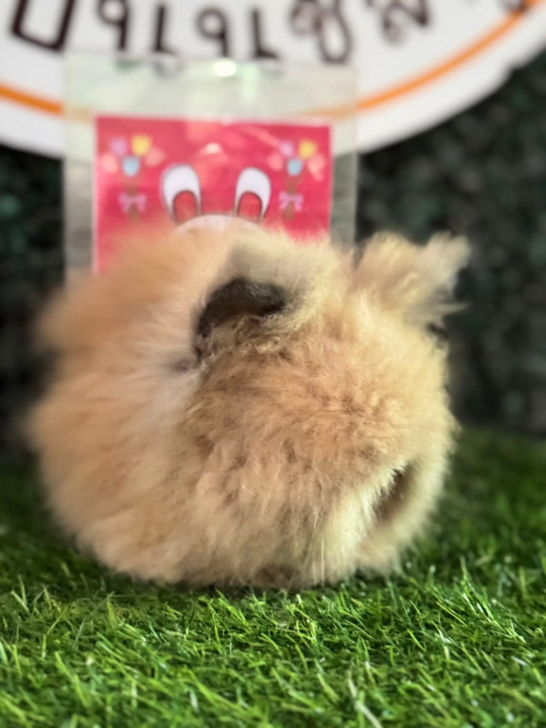 Teddy Bear Rabbit Breed | Gallery posted by JeBunnyChonburi | Lemon8