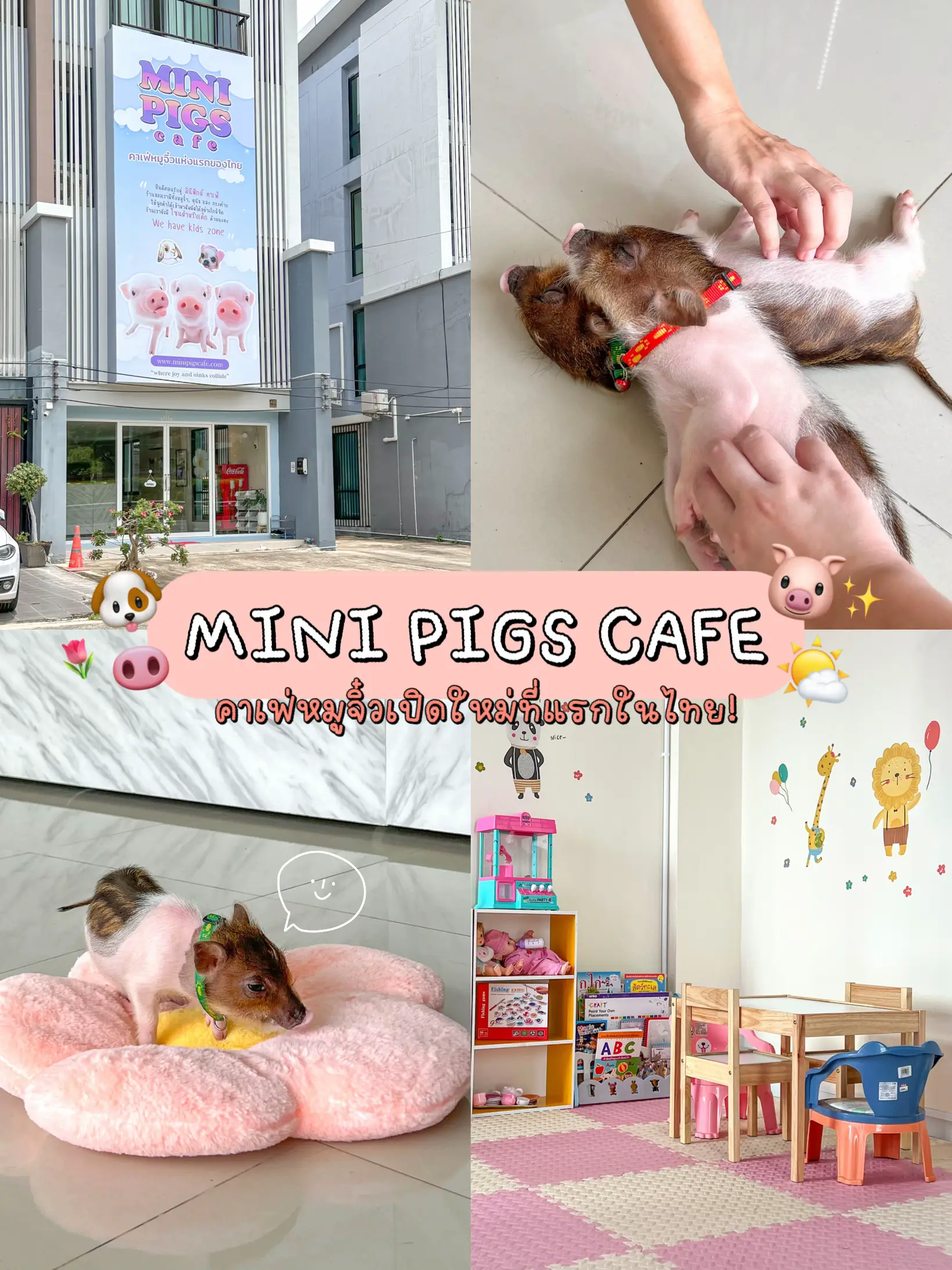 🐽คาเฟ่น้องหมูจิ๋วเปิดใหม่ที่แรกในไทย! ที่สุดของความน่าร้าก🐷⛅️ | แกลเลอรีที่โพสต์โดย Jabchaith ...
