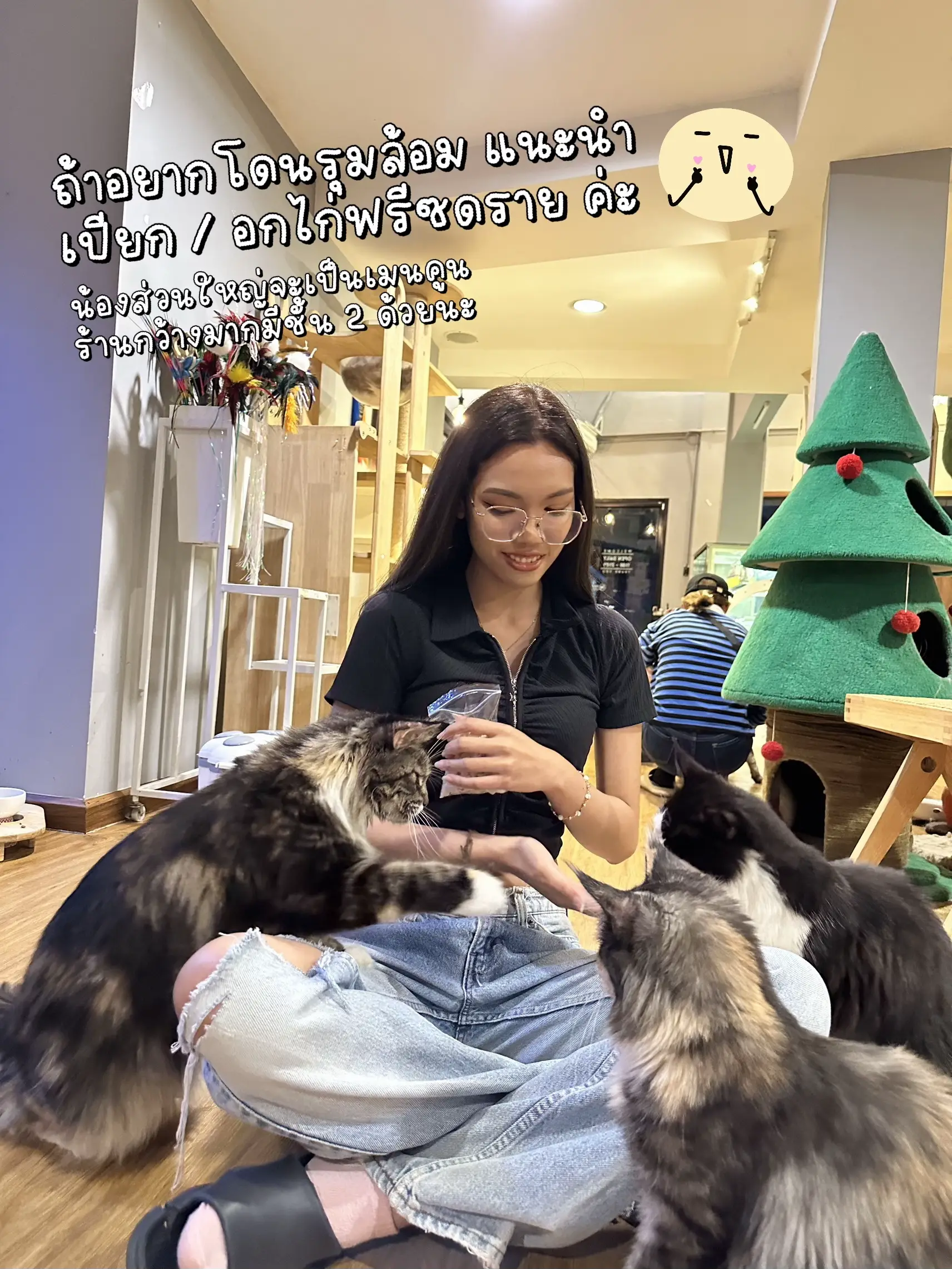 คาเฟ่แมว BTS พหลโยธิน CATNIP HOUSE CAT CAFE | แกลเลอรีที่โพสต์โดย Noey ...