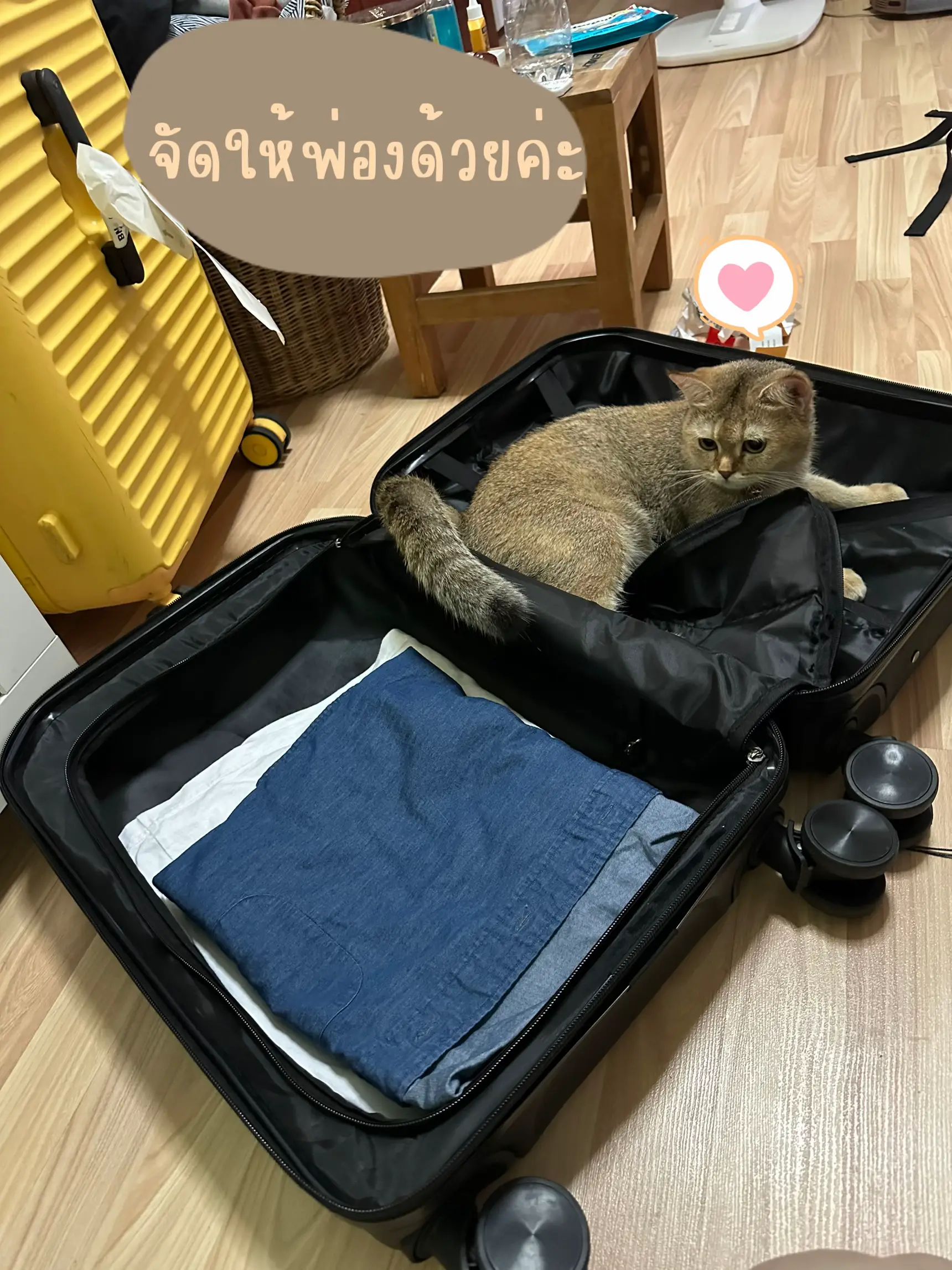 พาแมวเที่ยวเกาะกูด กับประสบการณ์ที่ไม่มีวันลืม💗 | แกลเลอรีที่โพสต์โดย Baba & Dad | Lemon8