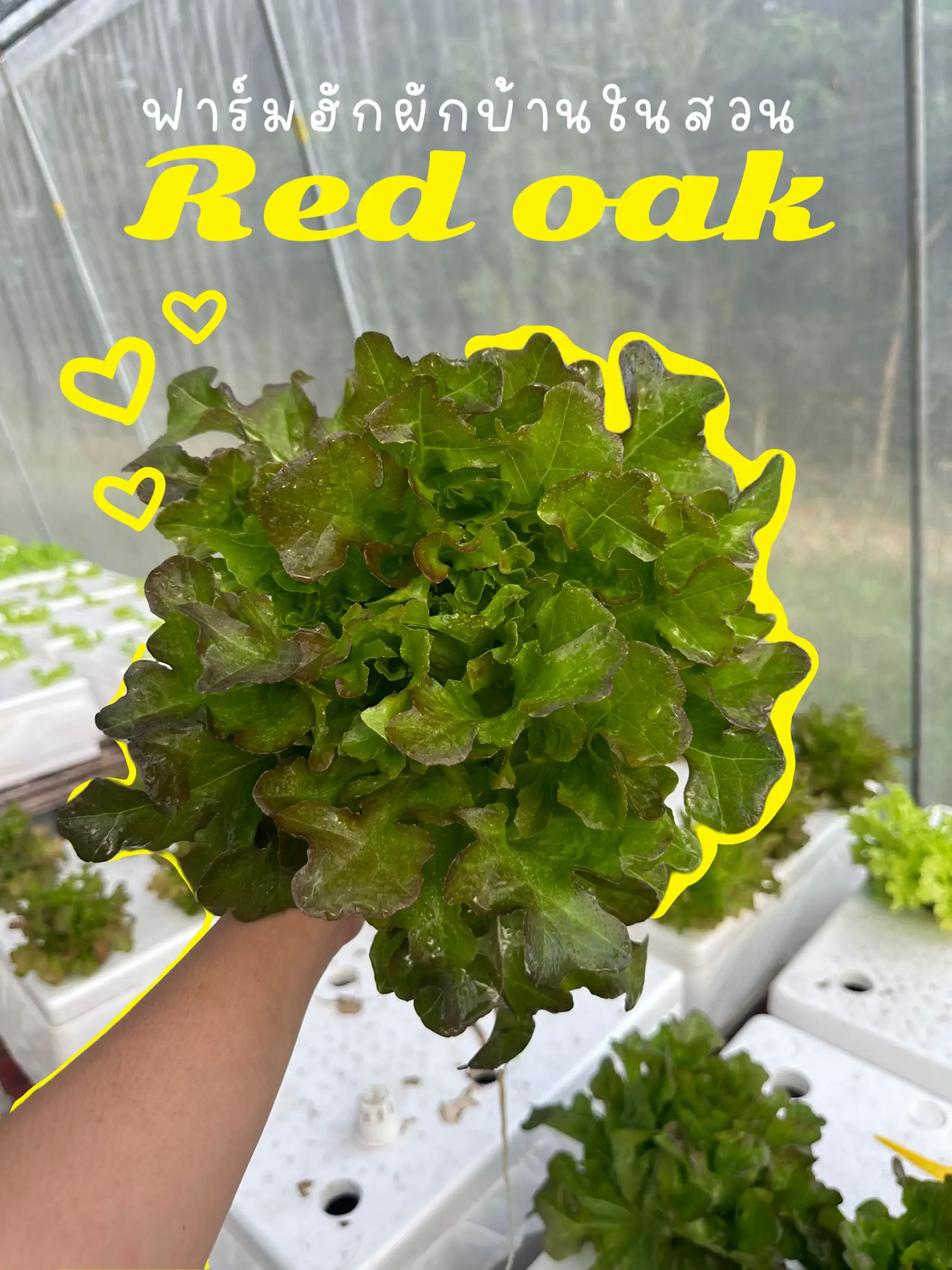 Red oak #ผักไฮโดโปรนิกส์ | แกลเลอรีที่โพสต์โดย мåиåѕ 👸🏻 | Lemon8