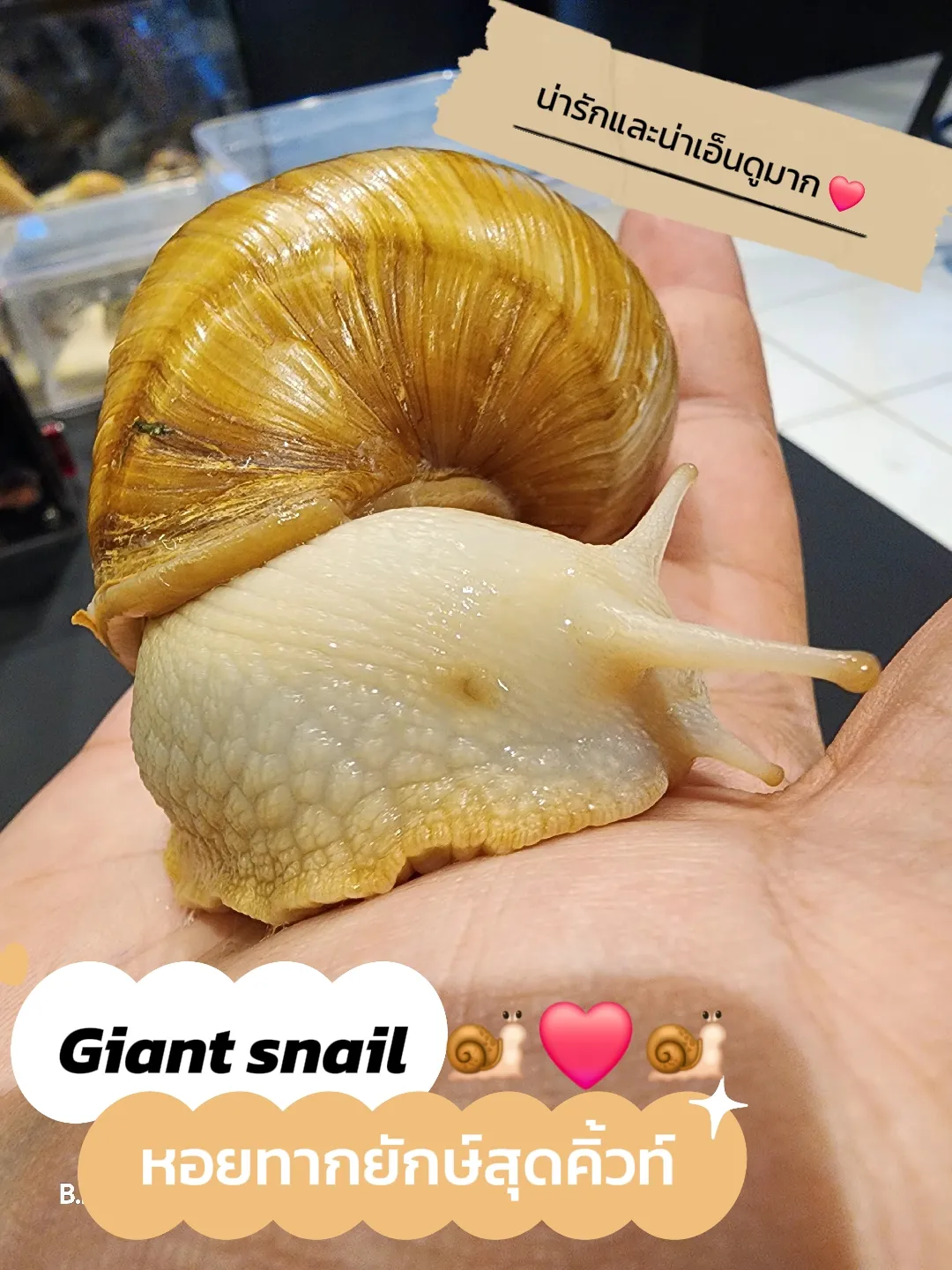Giant snail หอยทากยักษ์สุดคิ้วท์ | แกลเลอรีที่โพสต์โดย B.K. Zoo 🦁 | Lemon8