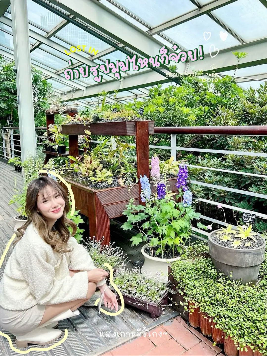 Hydrangea and Wisteria Blooms in South Korea - การค้นหาใน Lemon8