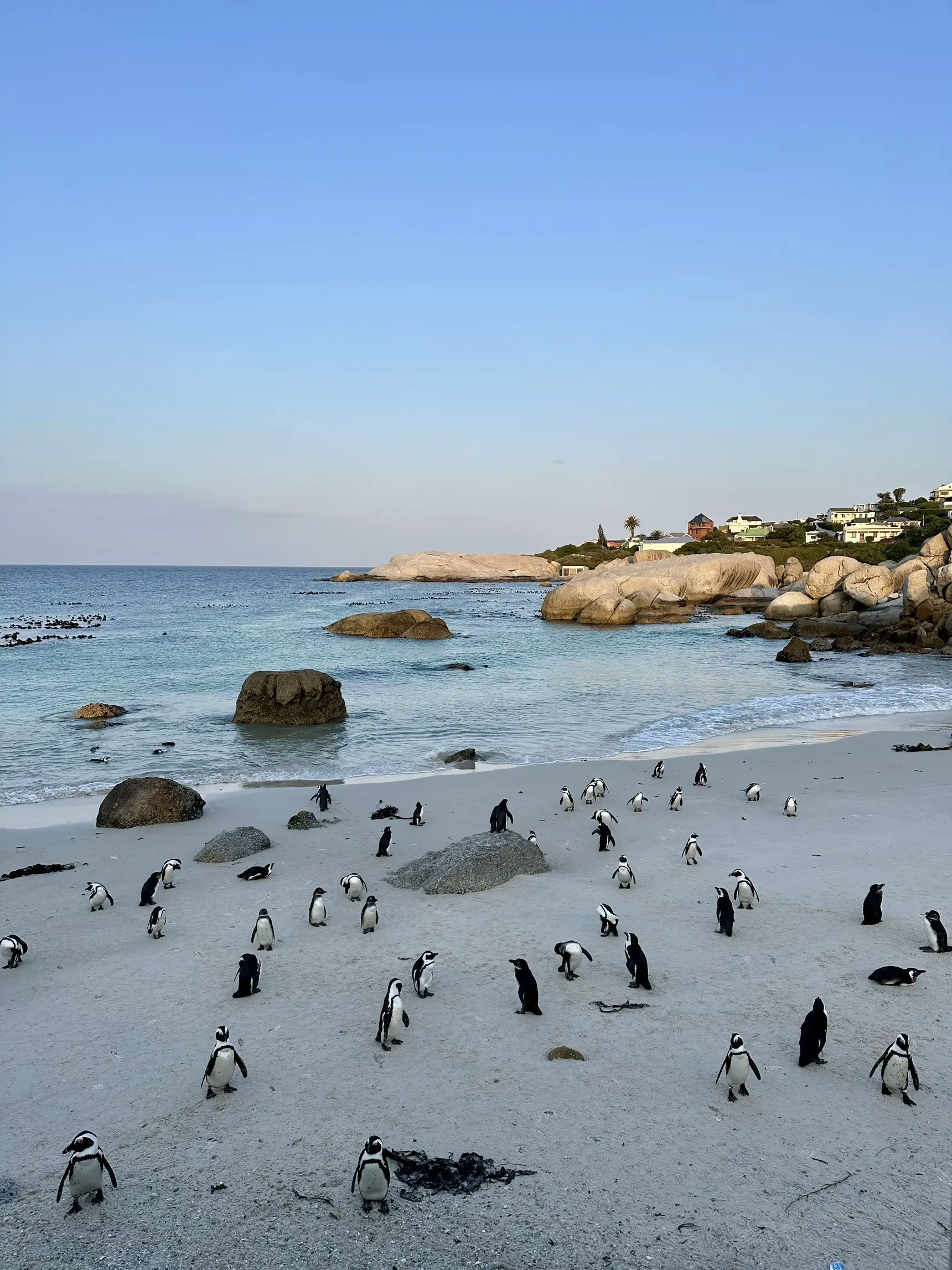 Cape Town Ep.2 แนะนำสถานที่และกิจกรรมที่ห้ามพลาดเมื่อมาเยือน | แกลเลอรีที่โพสต์โดย NAPAT | Lemon8