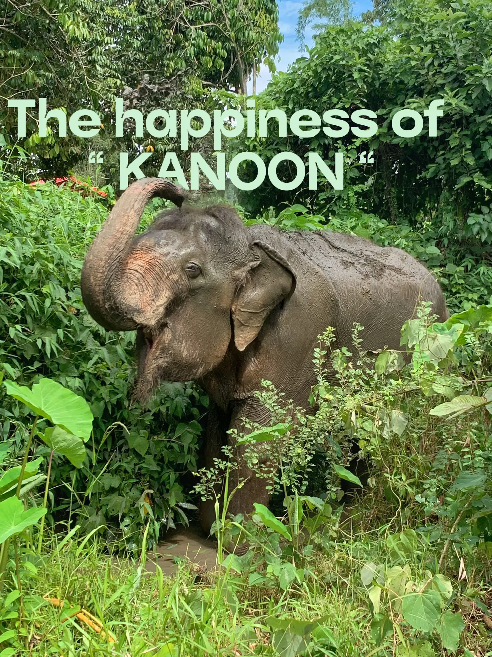 The happiness of “ KANOON “ | แกลเลอรีที่โพสต์โดย Kru Sing | Lemon8