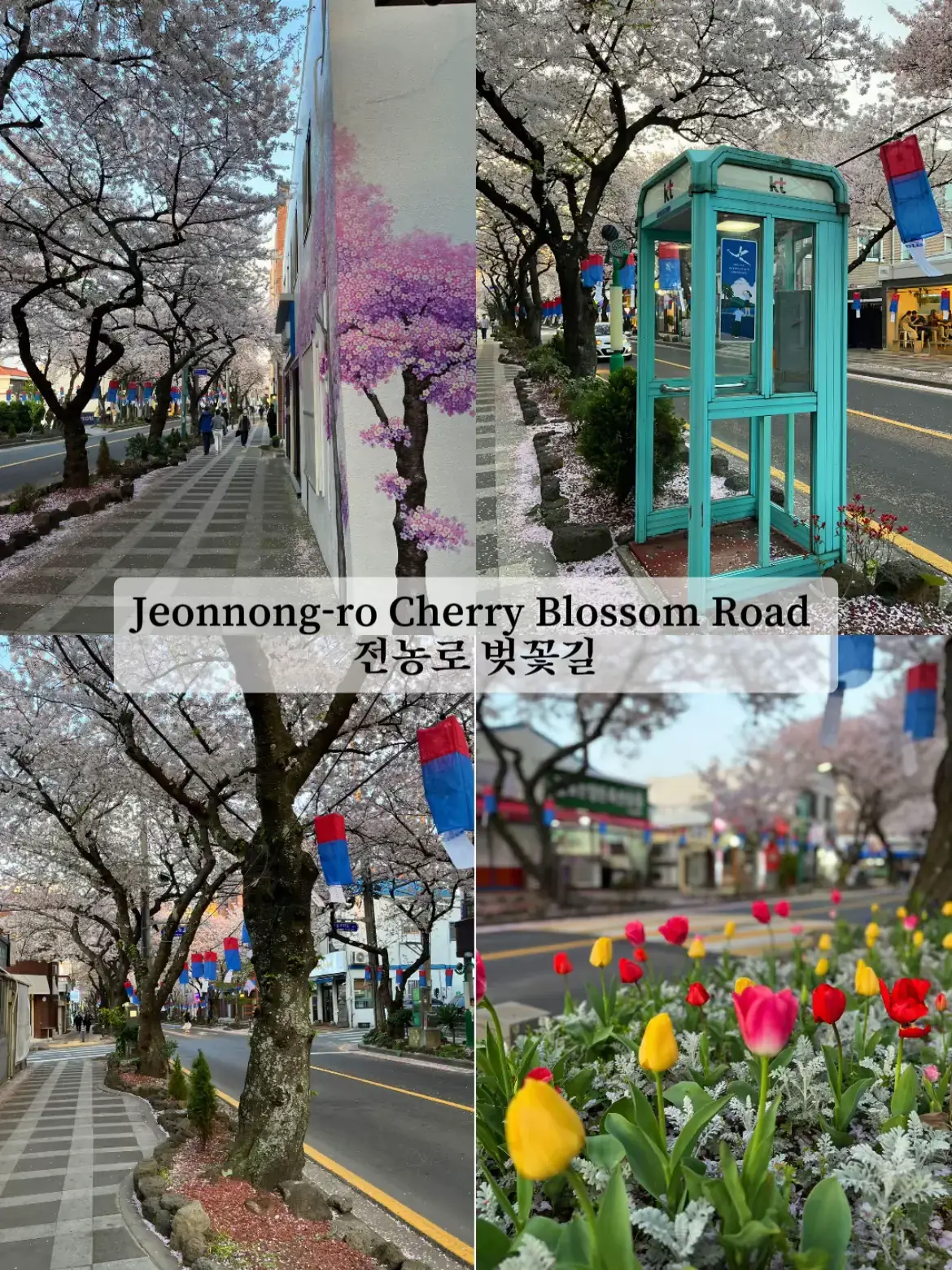 Sakura season in Jeju now! | Video published by OurBTOhome 🏡 | Lemon8