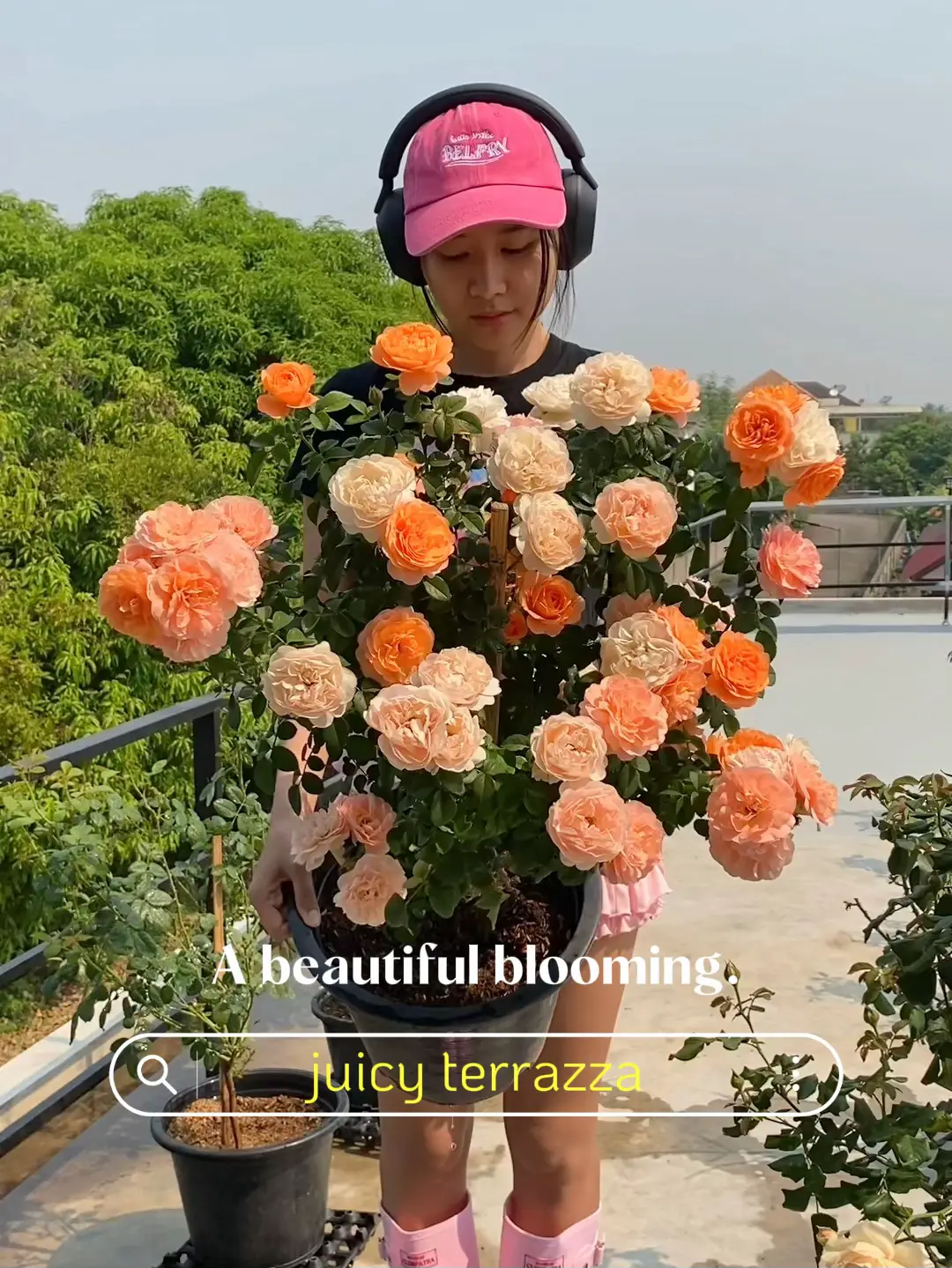 จุ้ยซี่ของแพน full bloom แล้ว 🩷 | วิดีโอที่เผยแพร่โดย ชีวิตของแพนนี่ | Lemon8