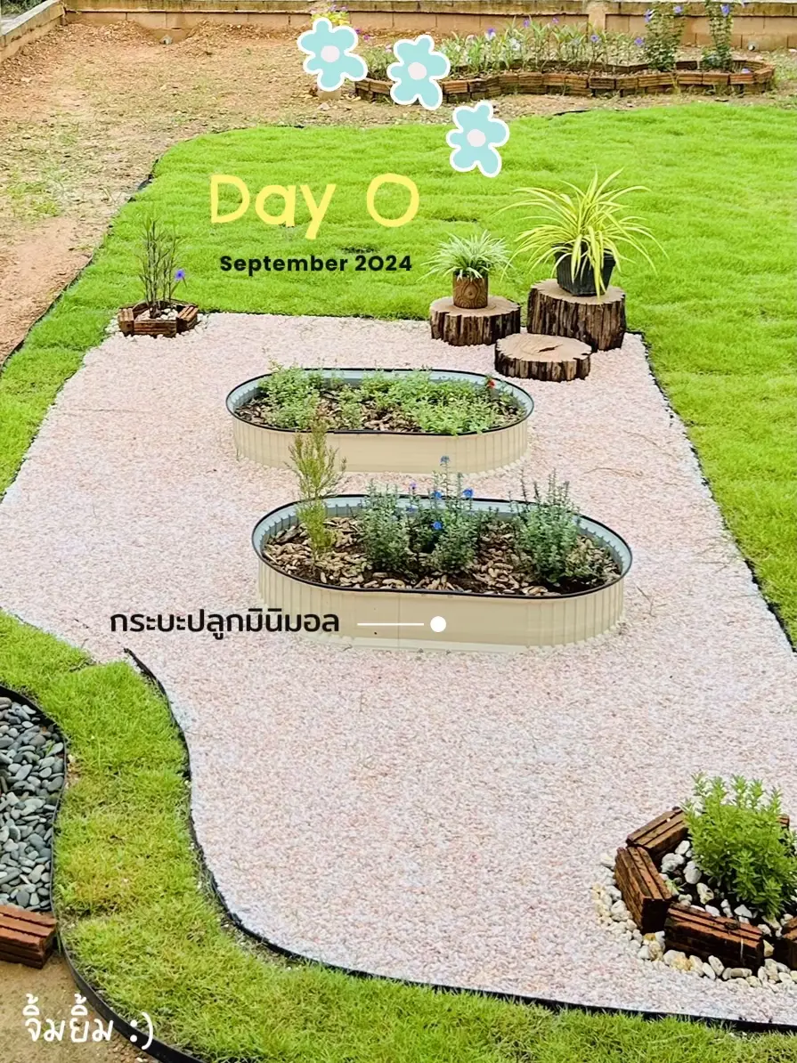 ฟ้าประดิษฐ์ & สนหอมไล่ยุง ไม้ปลูกง่าย 🍃🐰 | แกลเลอรีที่โพสต์โดย Aoom ...
