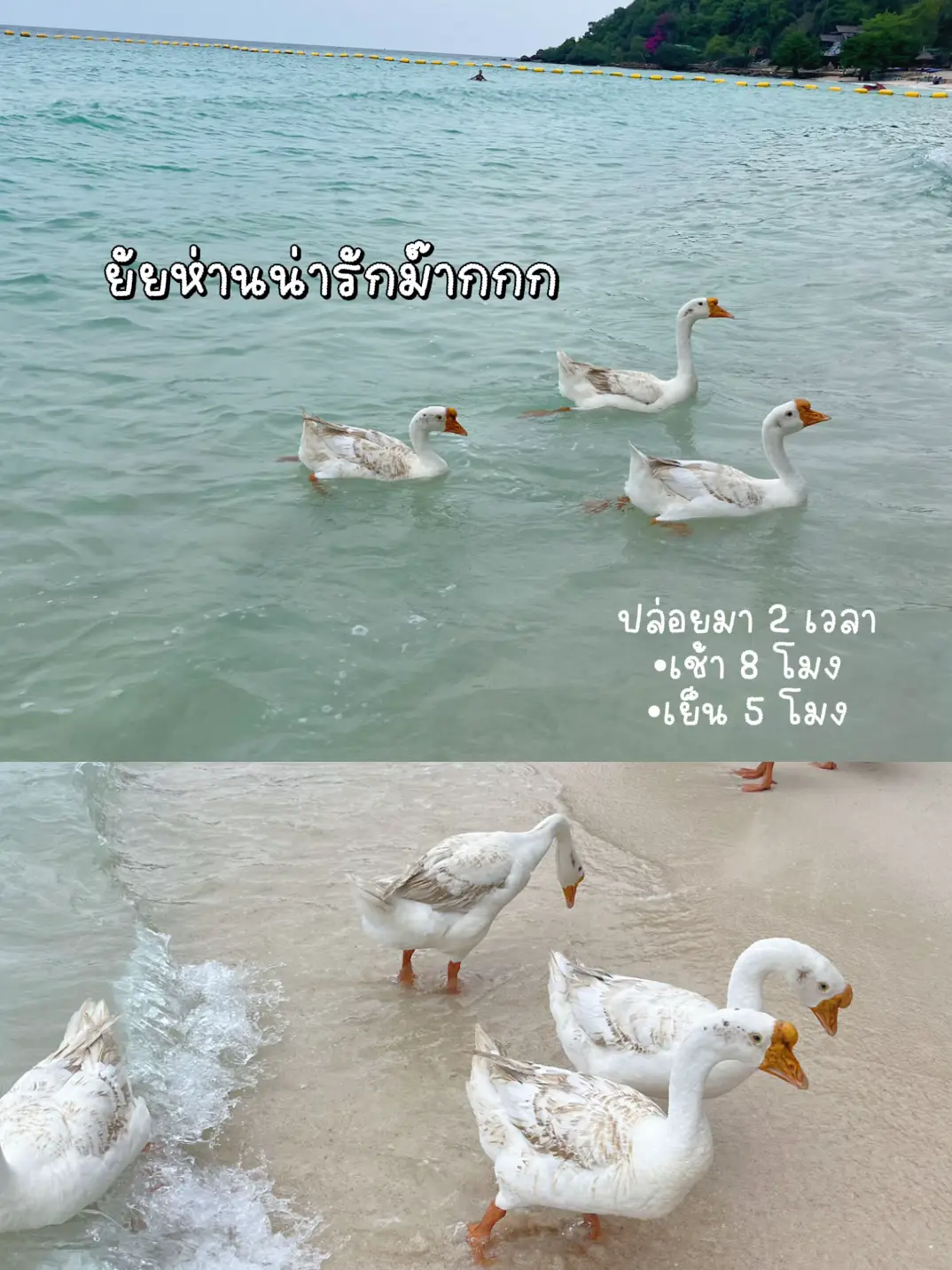 หาดเทียน เกาะล้าน | แกลเลอรีที่โพสต์โดย aumnuntita 🥑🥓 | Lemon8