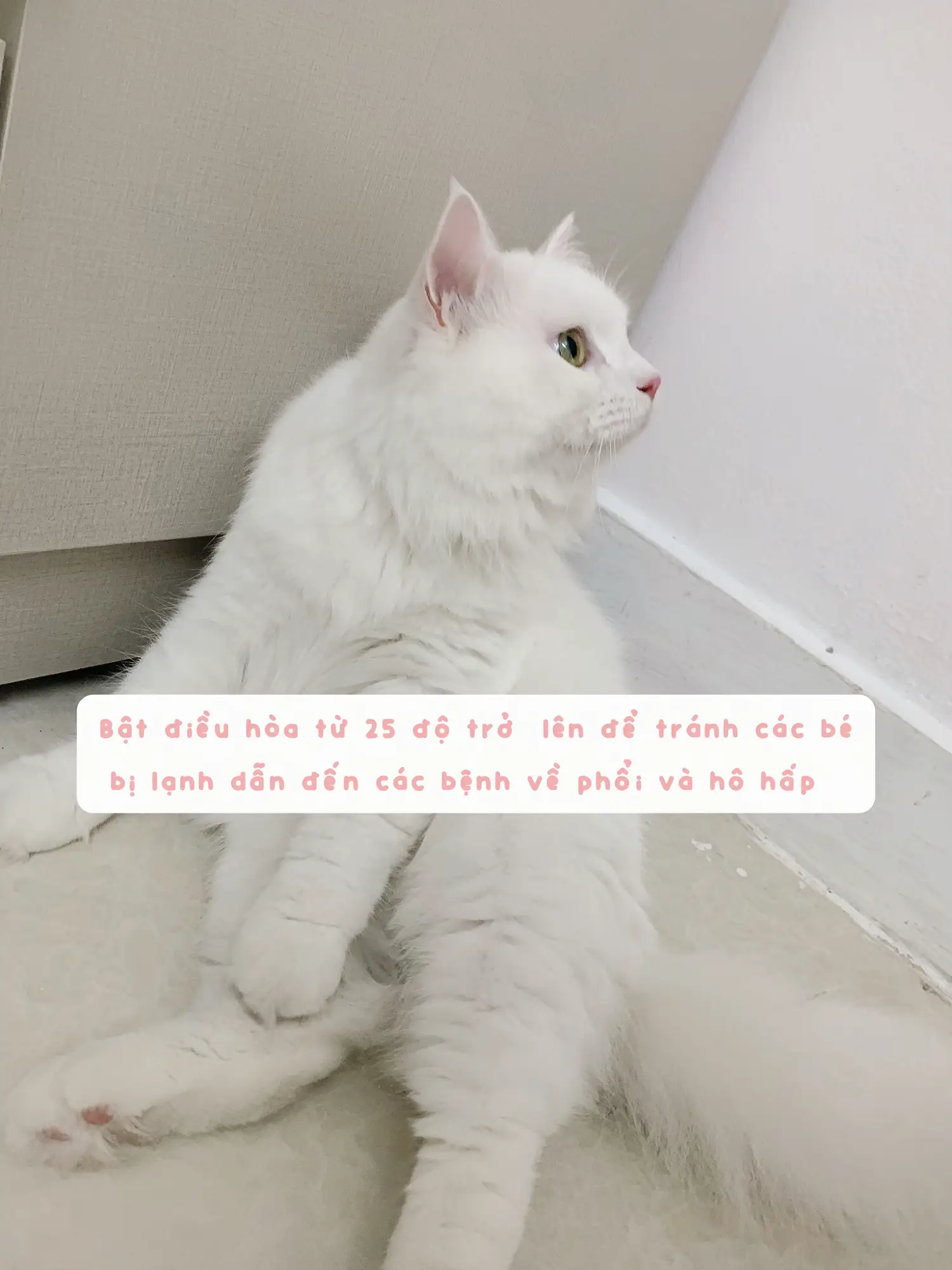 CÓ NÊN CHO MÈO NẰM ĐIỀU HÒA? | Bộ sưu tập do Nhà của Sú đăng | Lemon8