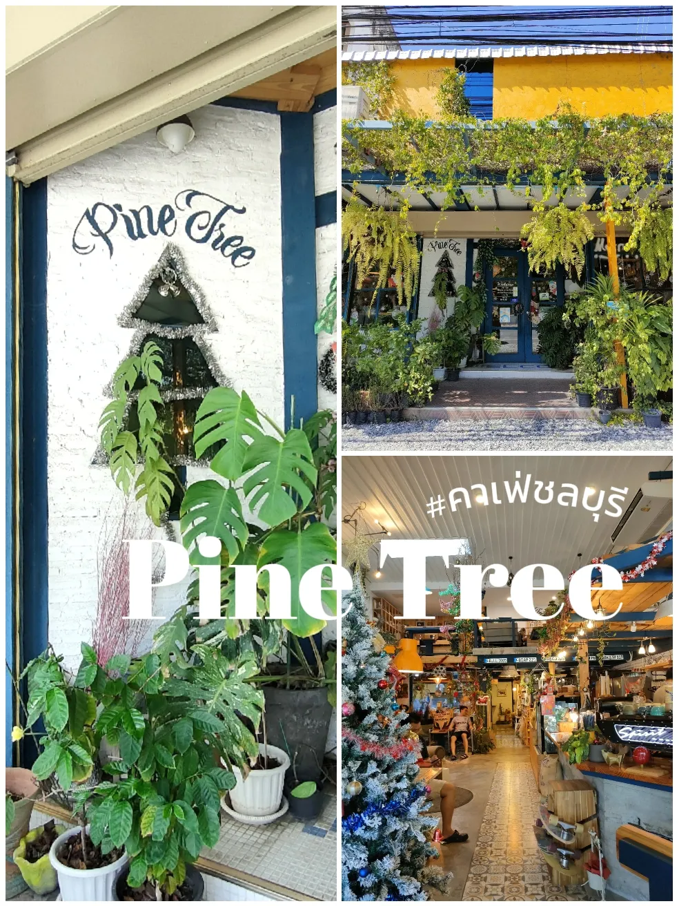 Pine Tree คาเฟ่ลับชลบุรีของ ☕ Coffee Lover 🌲🌲🌲🌲 | แกลเลอรีที่โพสต์โดย ...