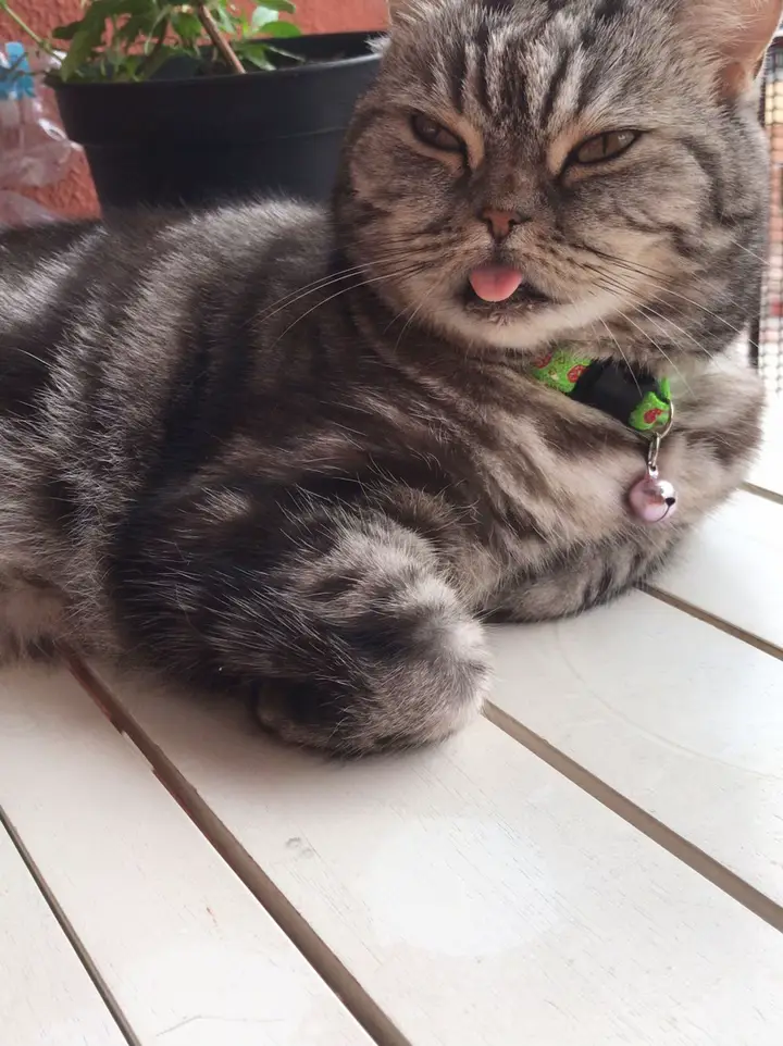 Ep:1 📔นั่งเครื่องกับเหมียว ฉบับยุโรป | แกลเลอรีที่โพสต์โดย lemonNana1 | Lemon8