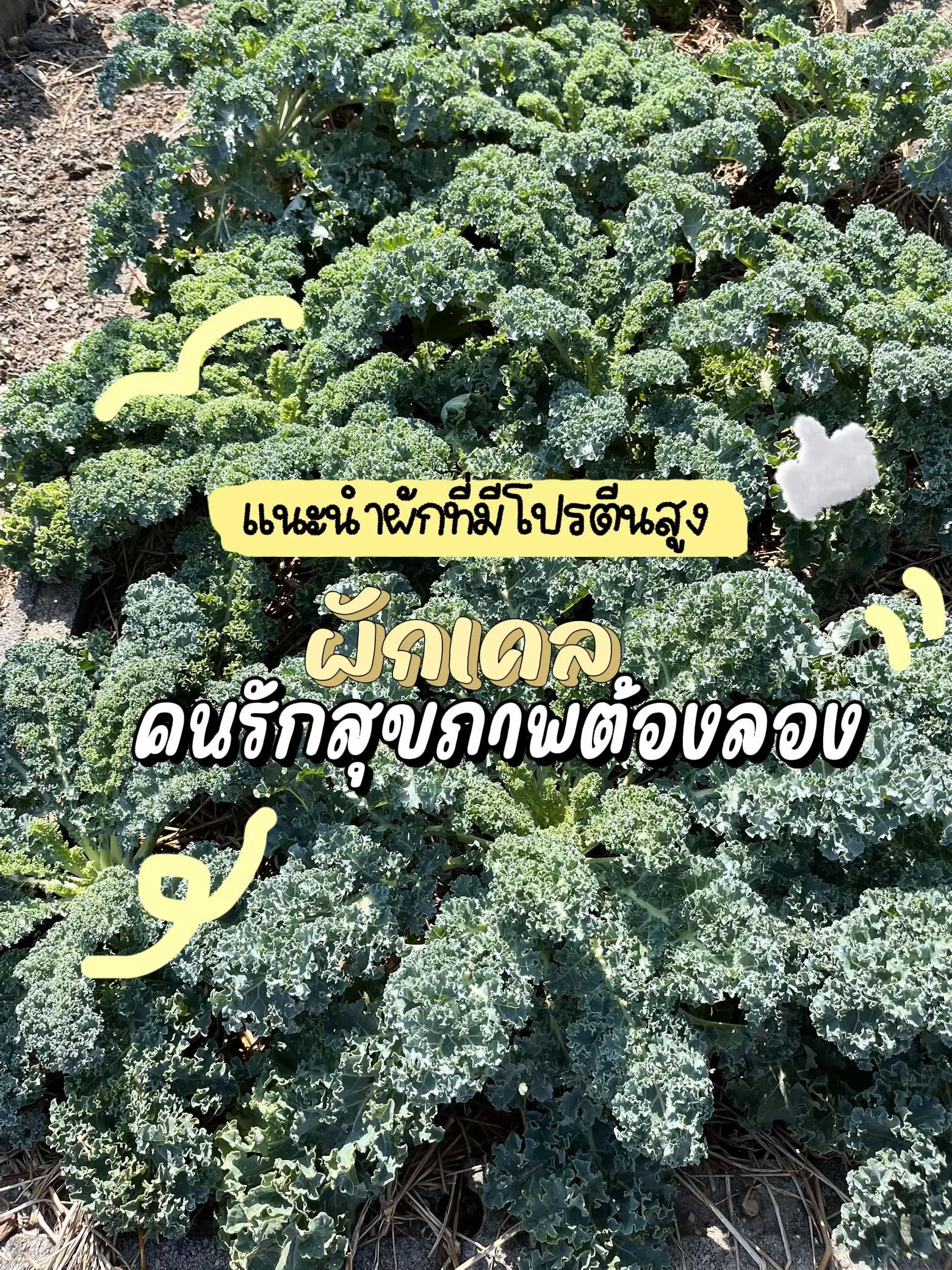 ผักเคล (Kale) ประโยชน์ โทษที่ต้องรู้ และวิธีกินให้ดีต่อสุขภาพ | แกลเลอรีที่โพสต์โดย PloyPloy ...