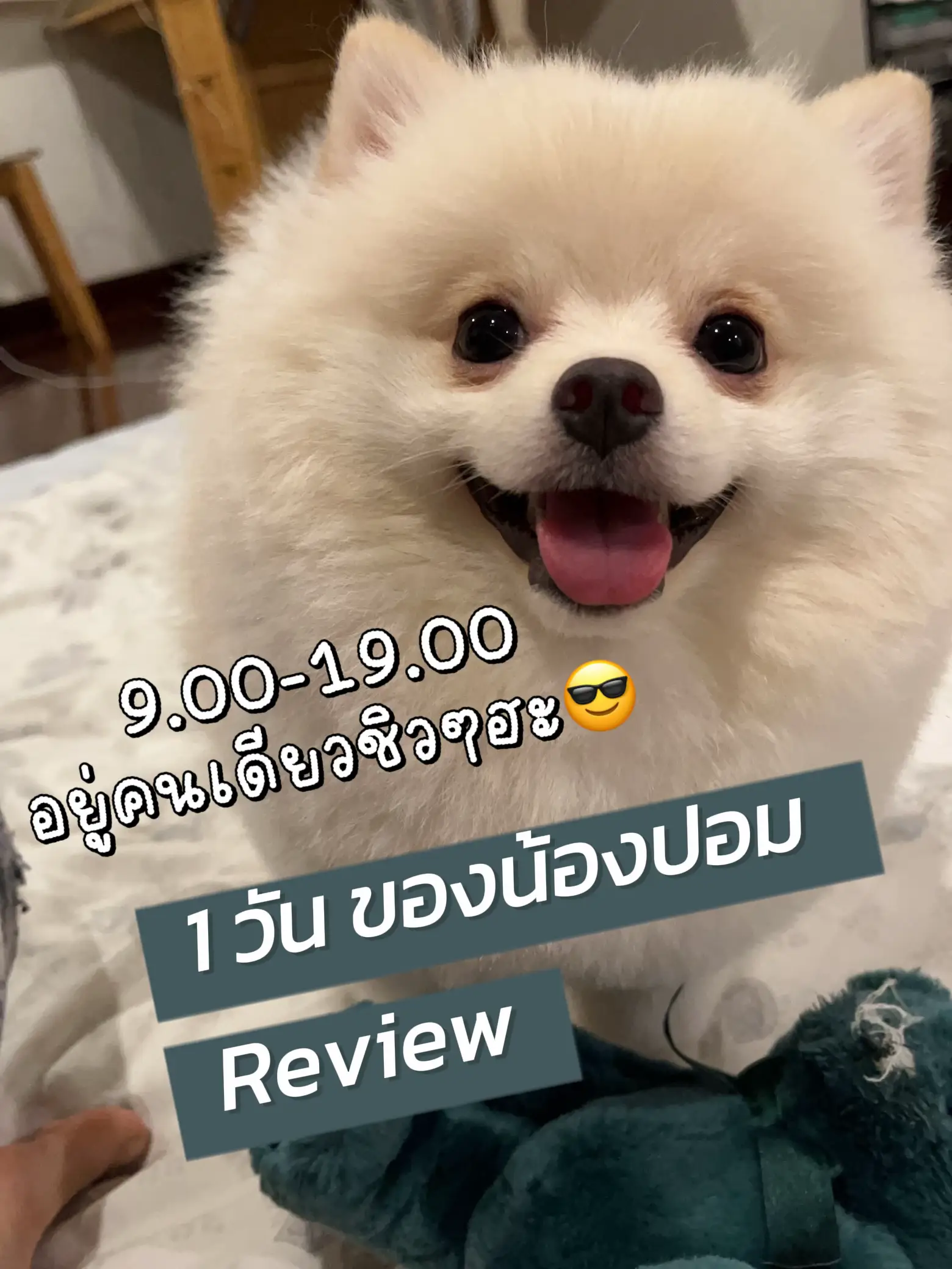 1 วัน ของน้องปอม #homealone | แกลเลอรีที่โพสต์โดย Moobin Cuddle | Lemon8