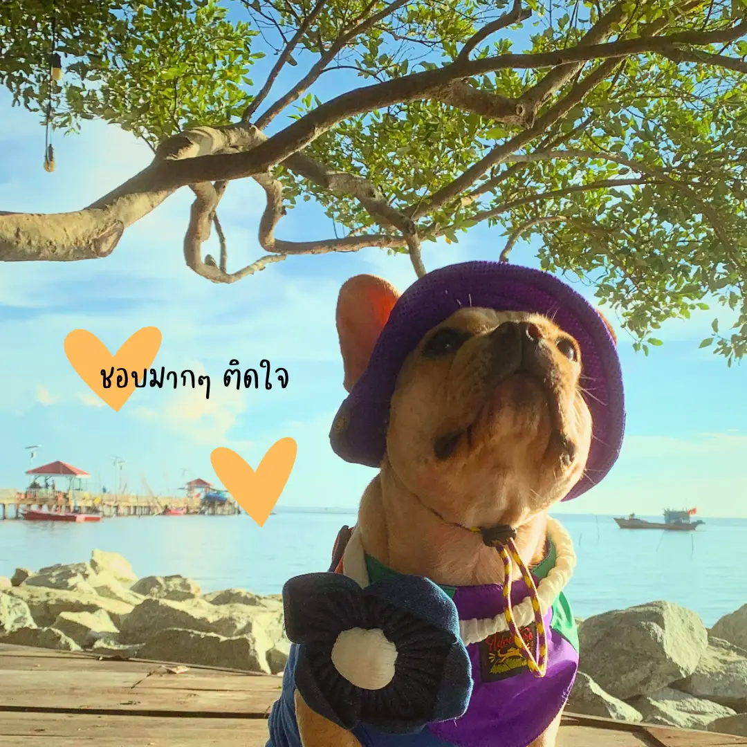 ร้านอาหารริมทะเล หมาเข้าได้ ไม่ไกลกรุงเทพ🦀🐶🫶🏻💕 | แกลเลอรีที่โพสต์โดย ...