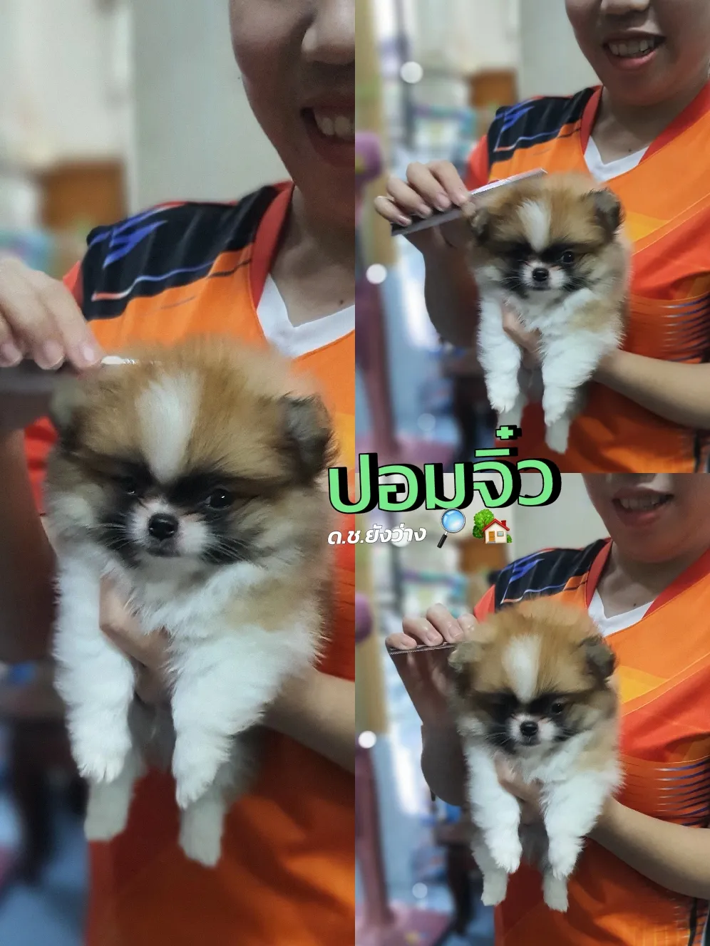 その男は家に引っ越した。🥰 | Smart Pomが投稿したフォトブック | Lemon8