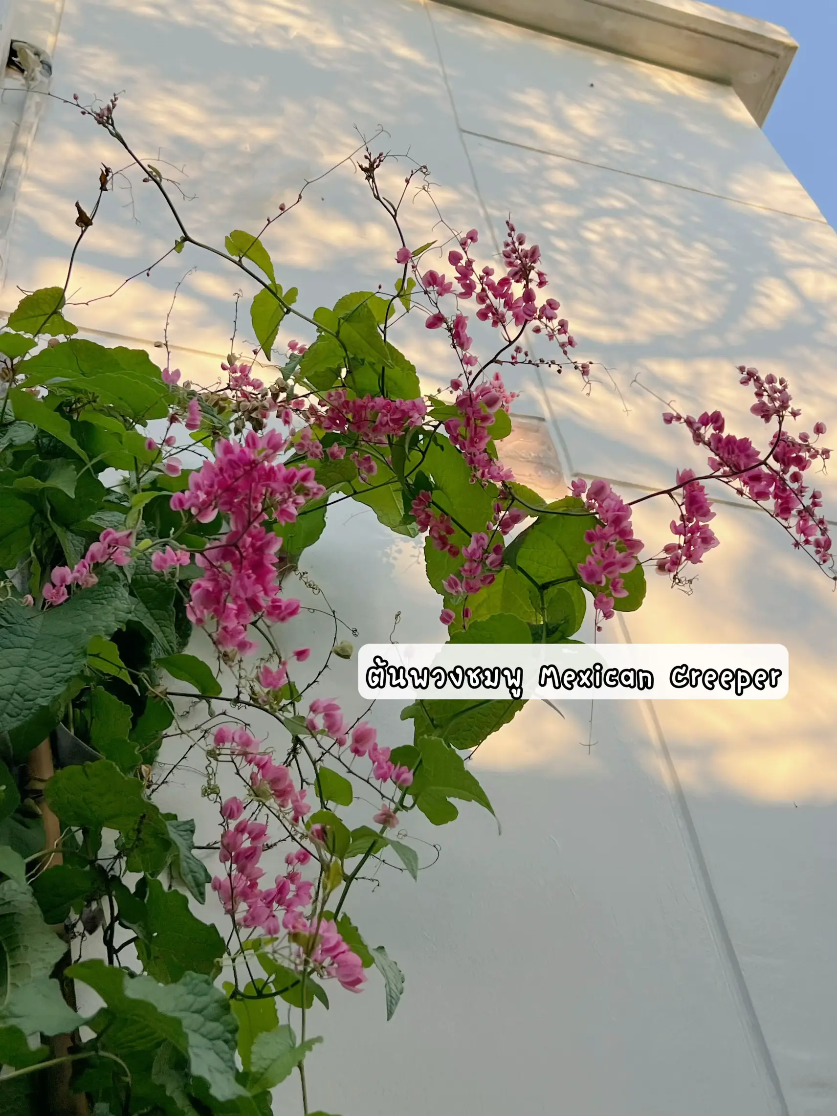 คนรักสวน ต้นไม้ที่บ้านเรา🌳🍃 | แกลเลอรีที่โพสต์โดย Salin Story🌸 | Lemon8