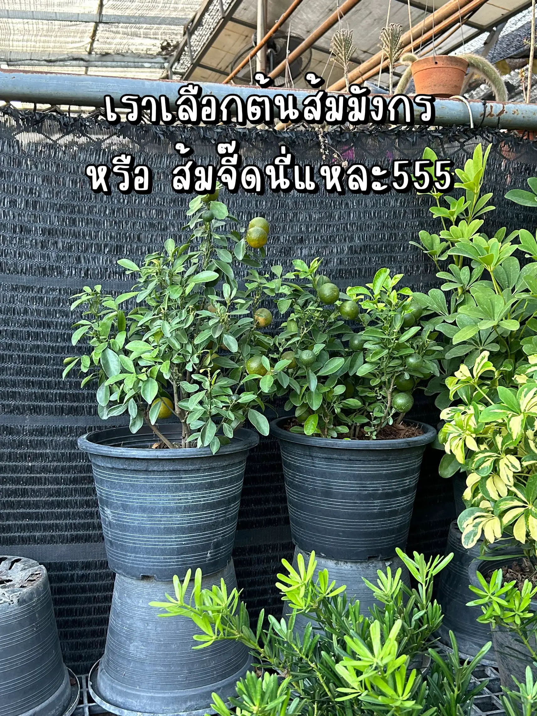 ไอเดียของขวัญปีใหม่ งบ2xx ต้นไม้มงคล ให้ได้ทุกโอกาส | แกลเลอรีที่โพสต์ ...