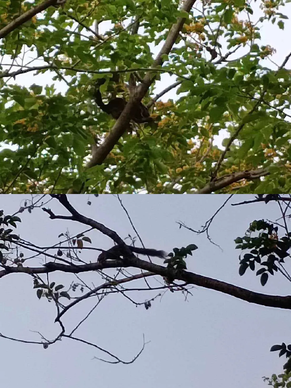 สวนหลวง ร.9 ไปเช้า หรือเย็น ก็สวย | แกลเลอรีที่โพสต์โดย arada.c 😺 | Lemon8